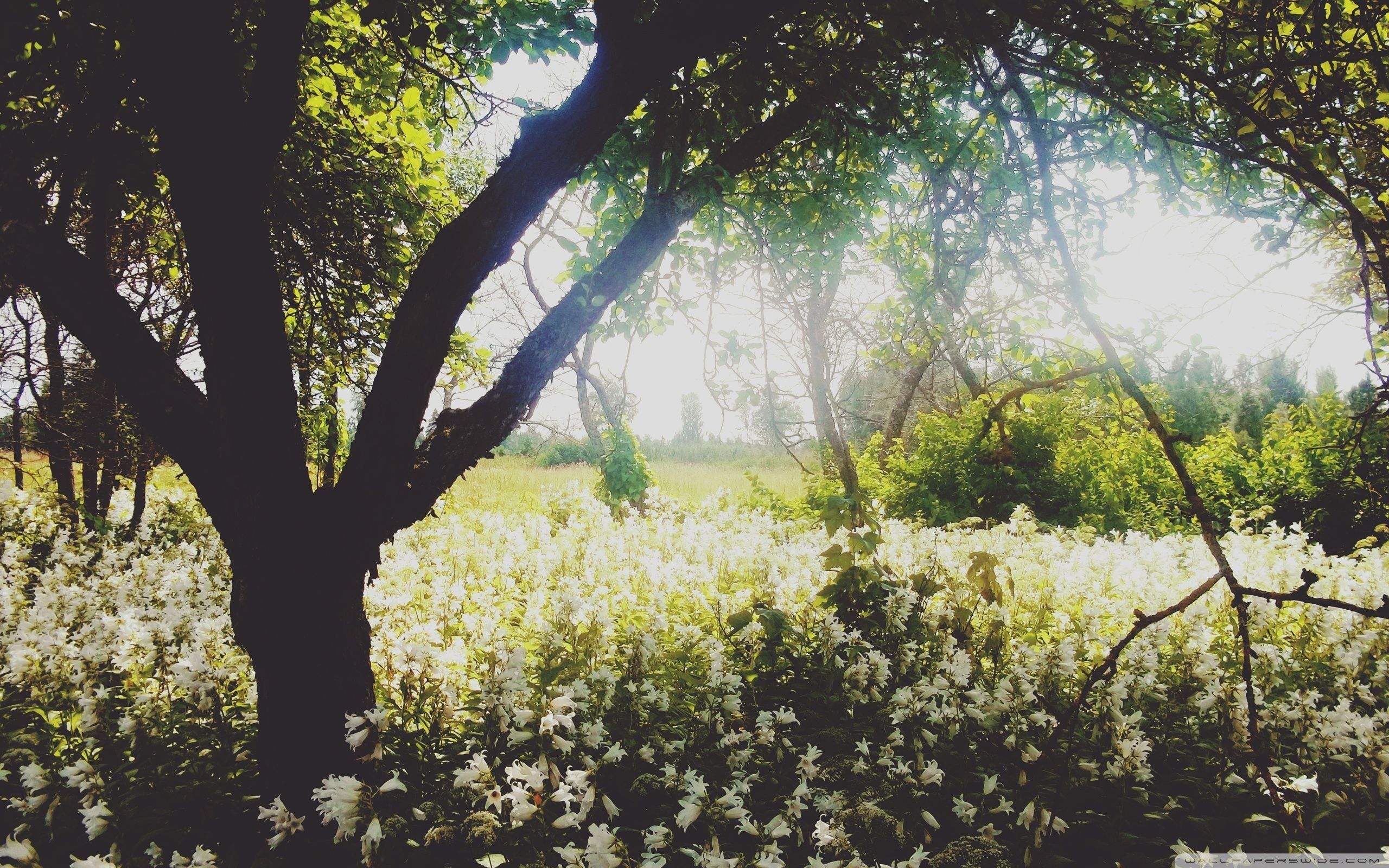 Vintage Spring 4k Wallpapers - Wallpaper Cave