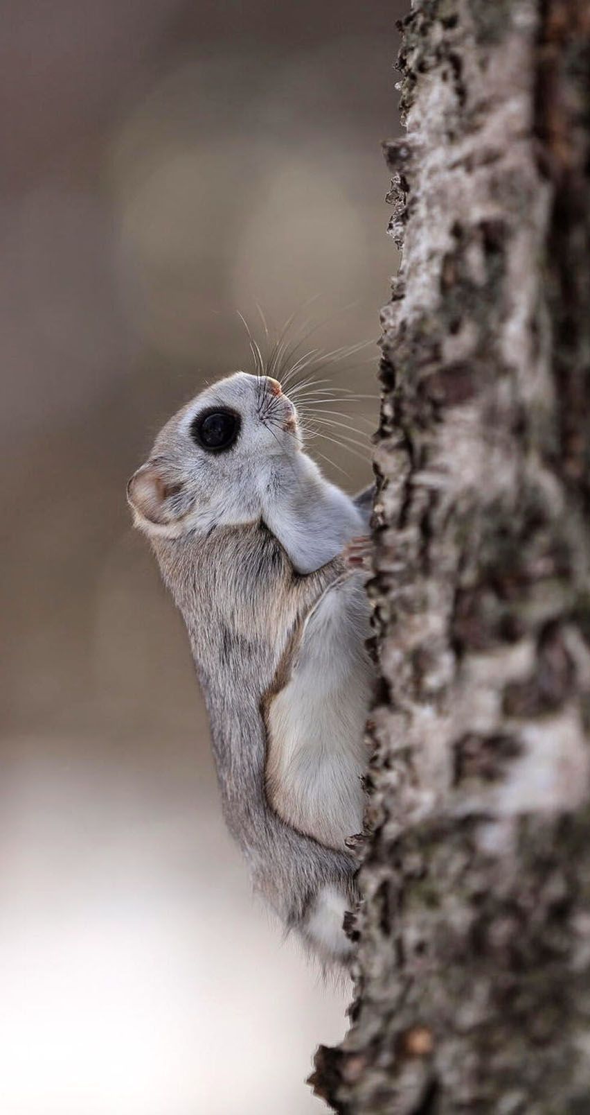 Flying Squirrel Wallpapers - Wallpaper Cave