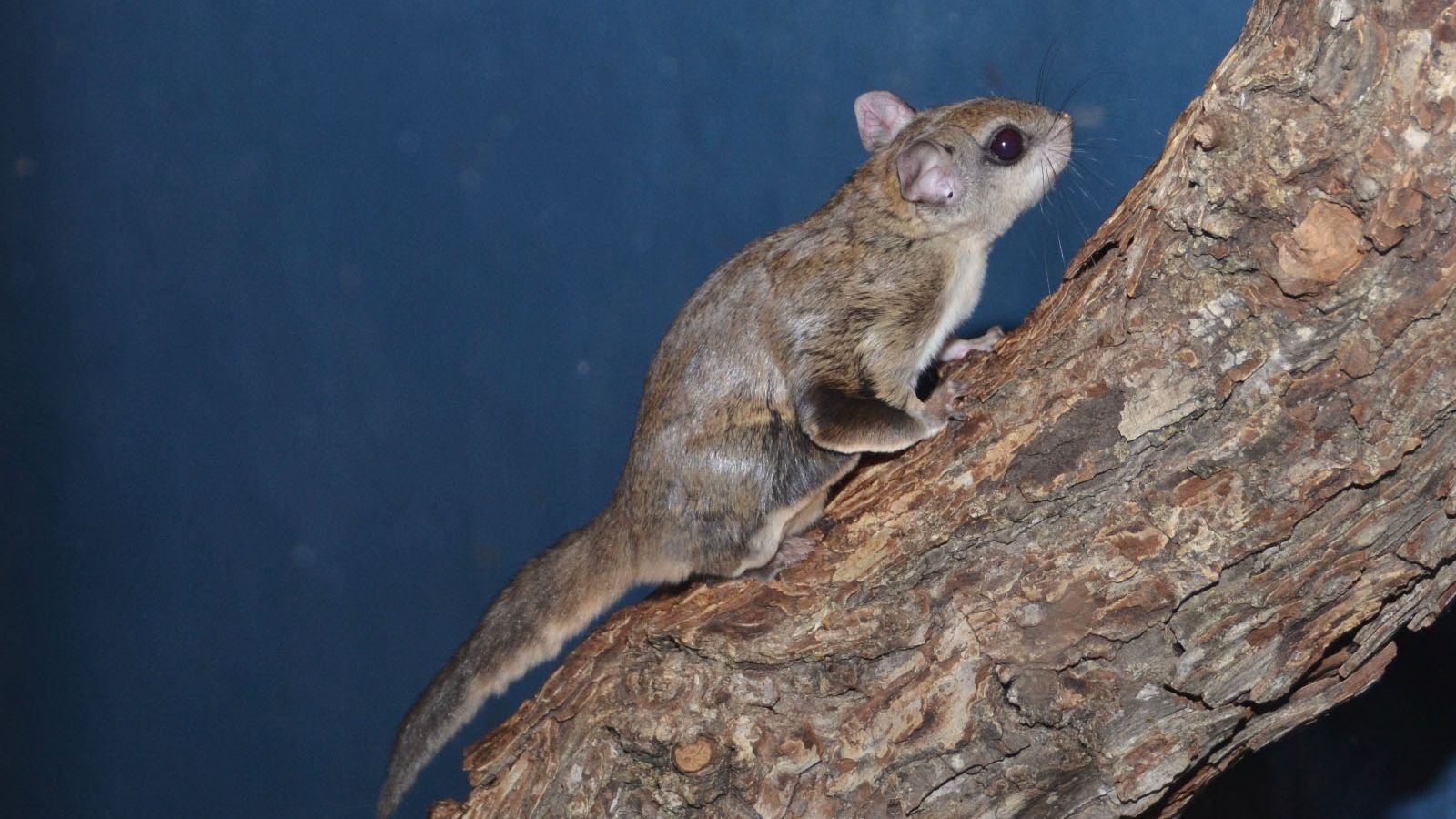 Flying Squirrel Wallpapers - Wallpaper Cave