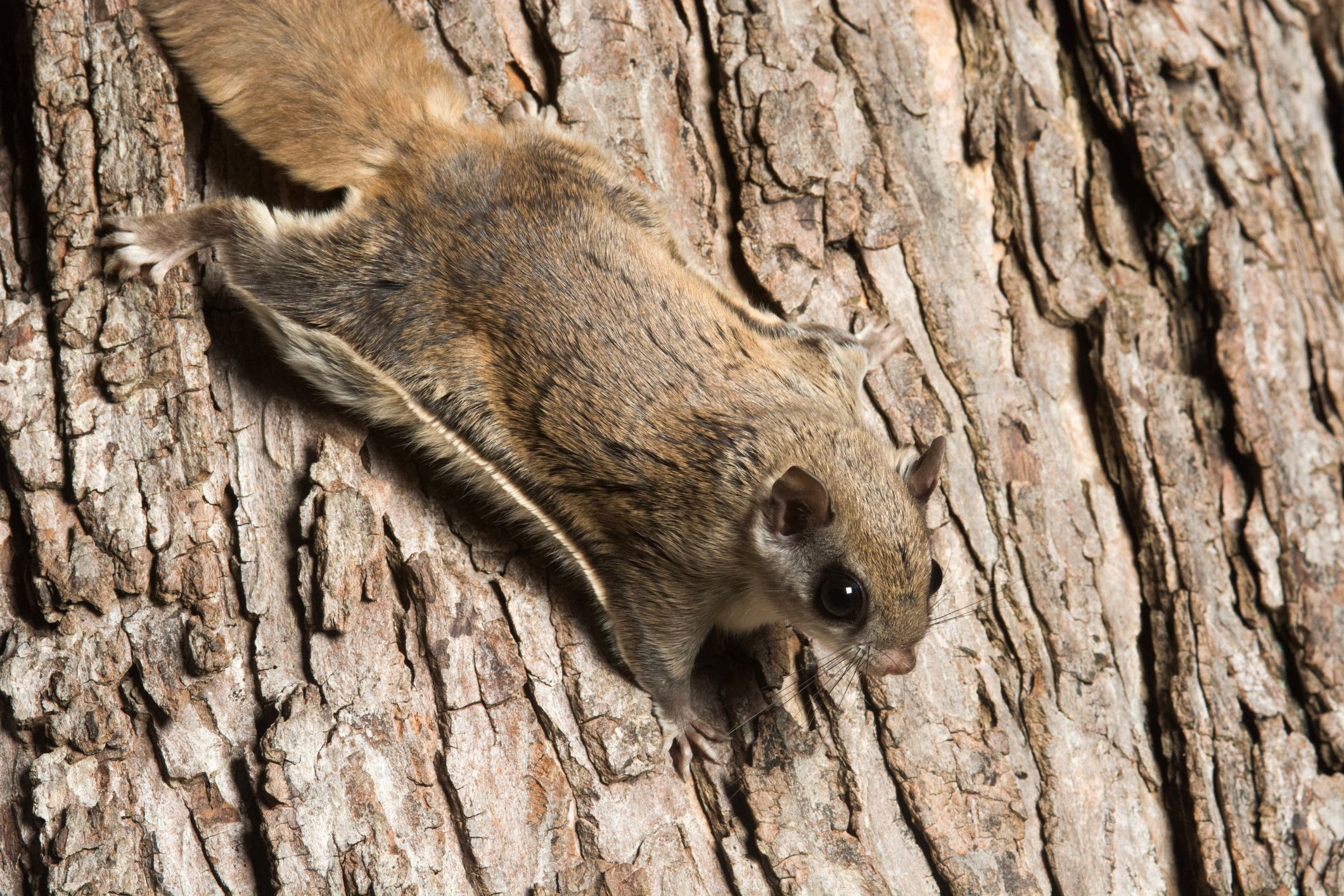 Flying Squirrel Wallpapers - Wallpaper Cave