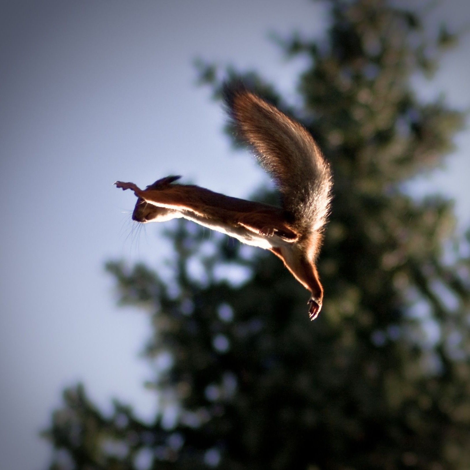 Flying Squirrel Wallpapers - Wallpaper Cave