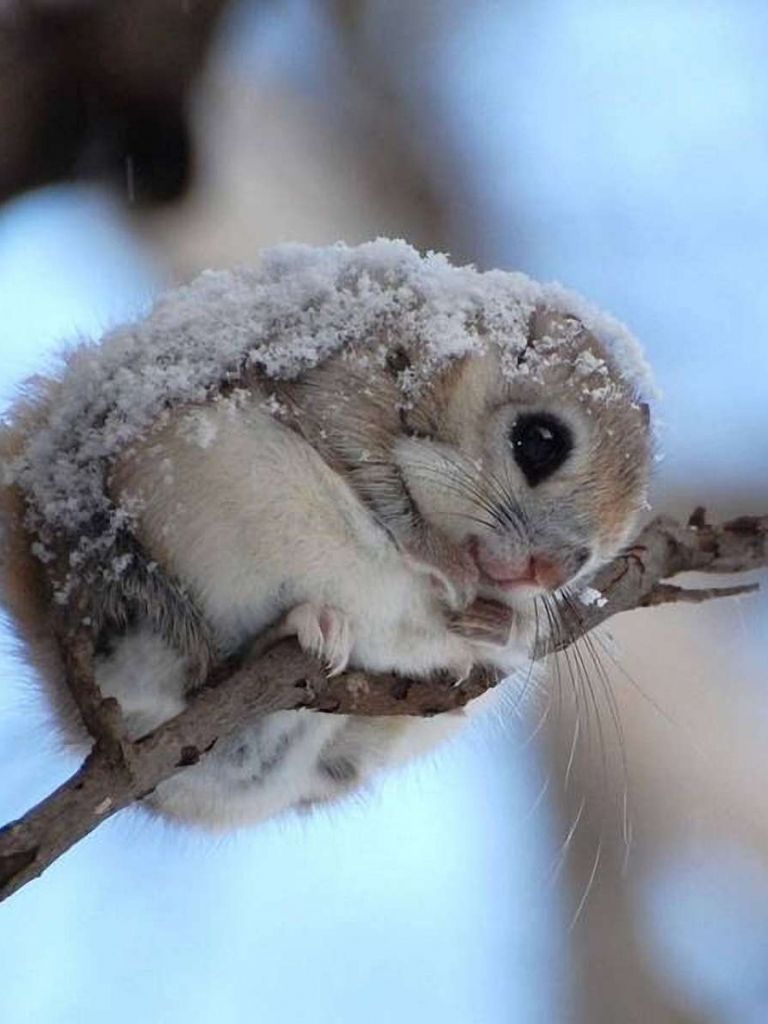 Flying Squirrel Wallpapers - Wallpaper Cave