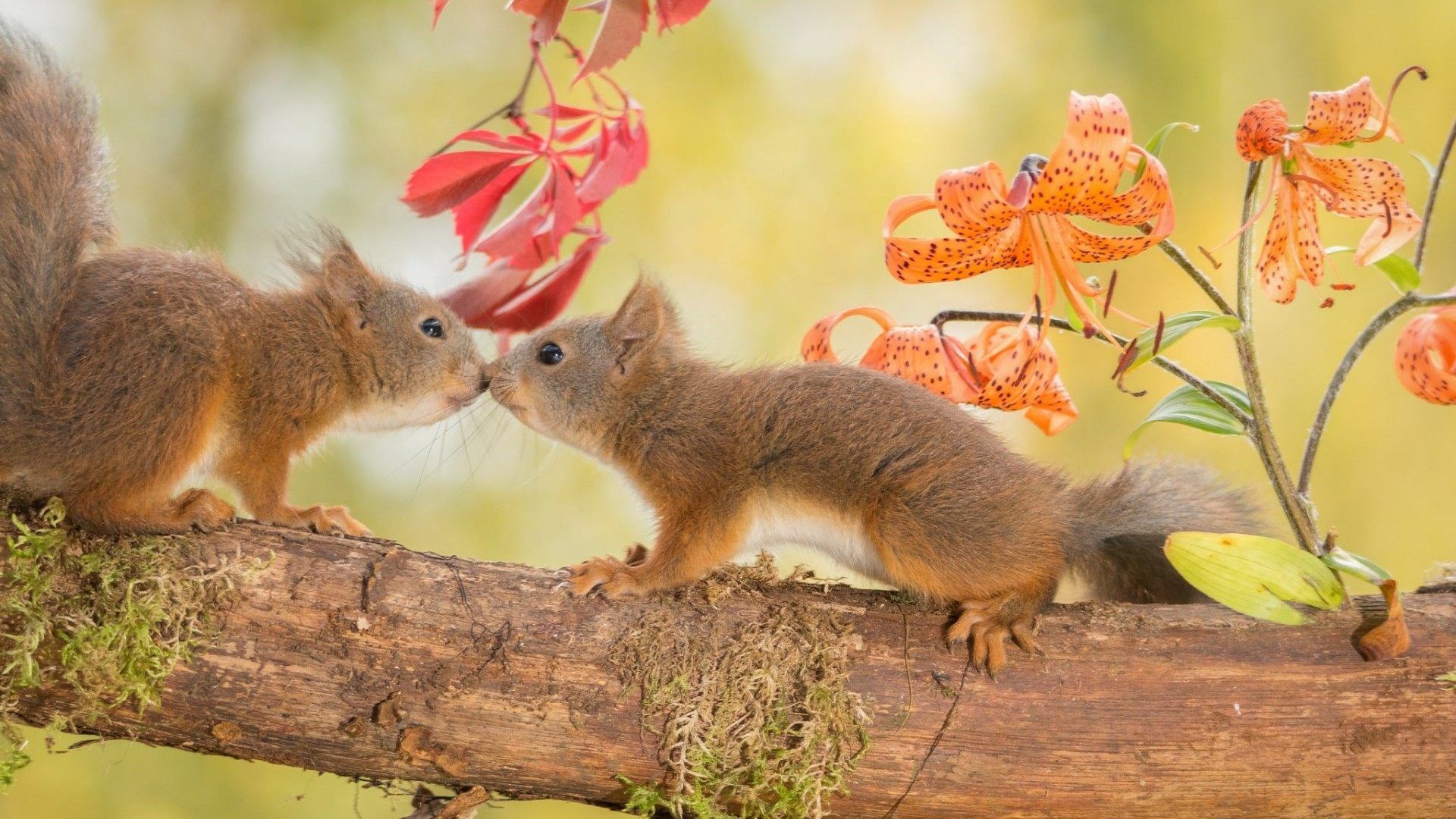 Flying Squirrel Wallpapers - Wallpaper Cave