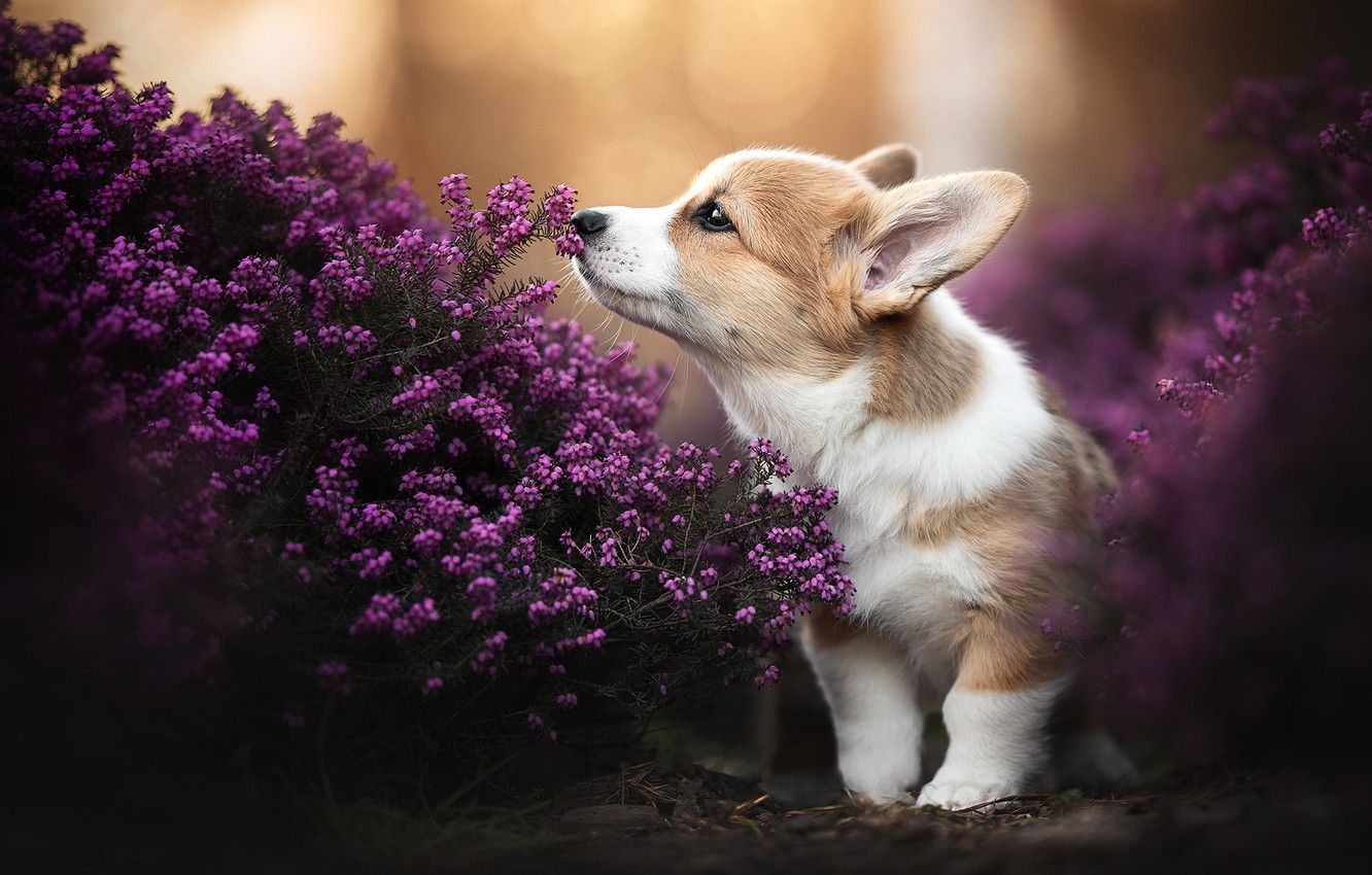 Corgi Puppy Desktop Wallpapers - Wallpaper Cave