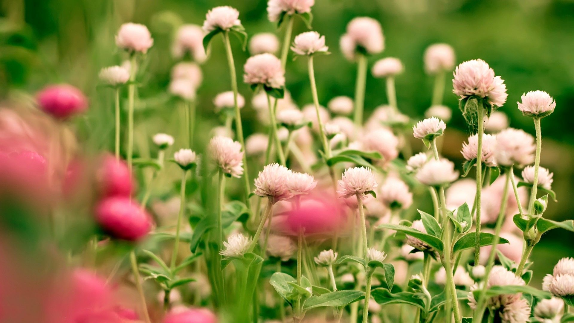 Garden Spring Wallpapers - Wallpaper Cave