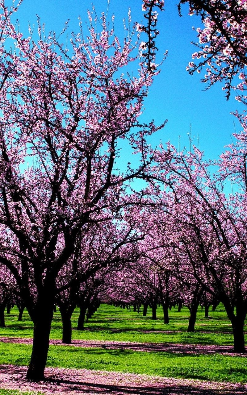 Spring Country Wallpapers - Wallpaper Cave