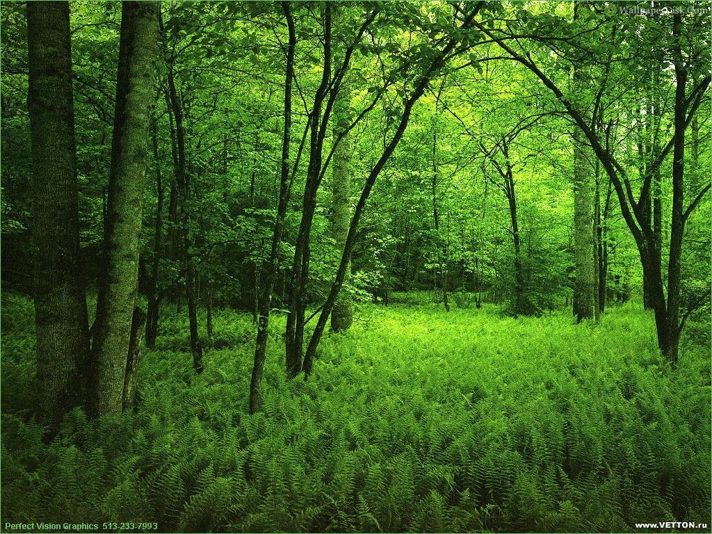 Chinese Spring Wallpapers - Wallpaper Cave