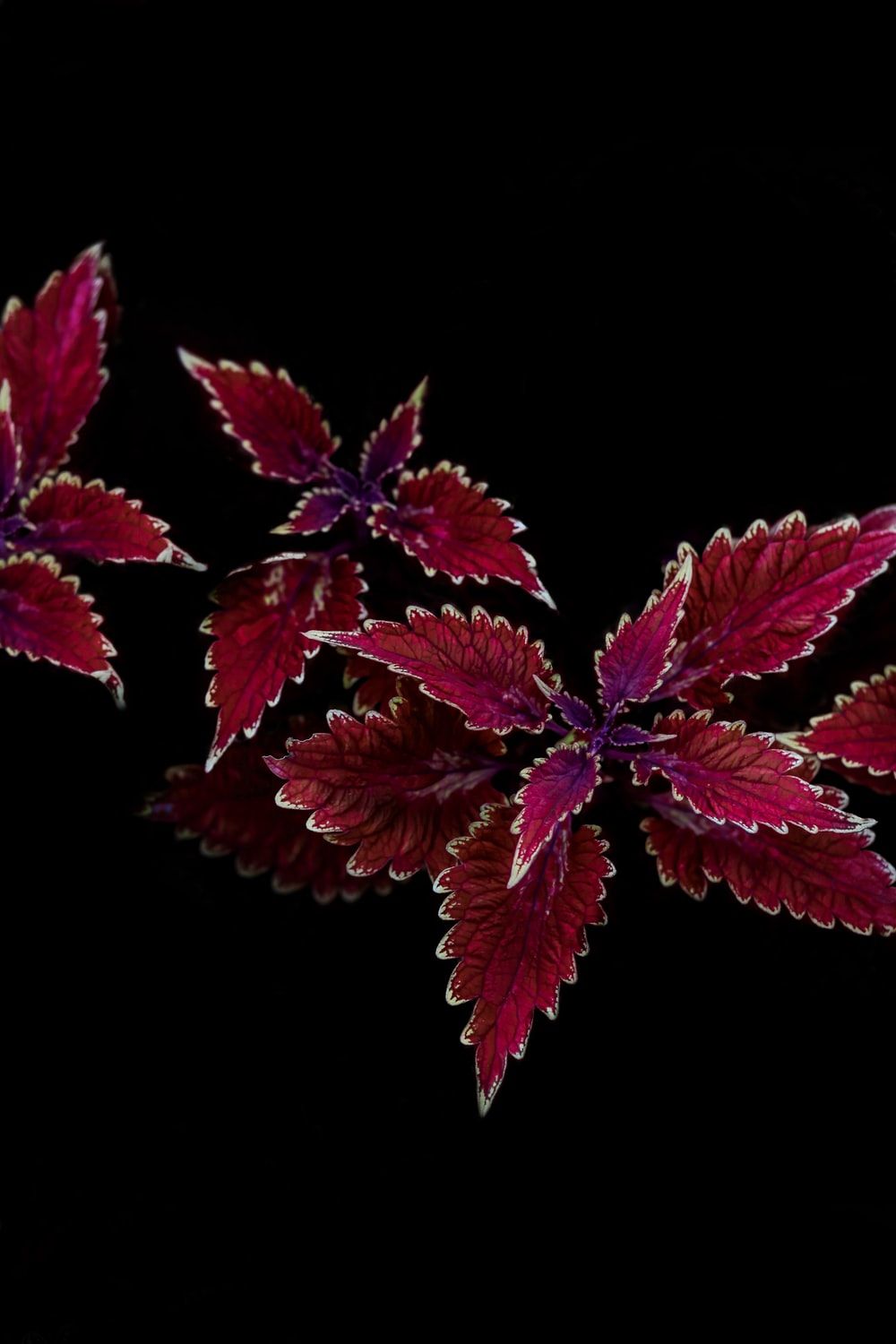 Oled Flower Wallpapers - Wallpaper Cave