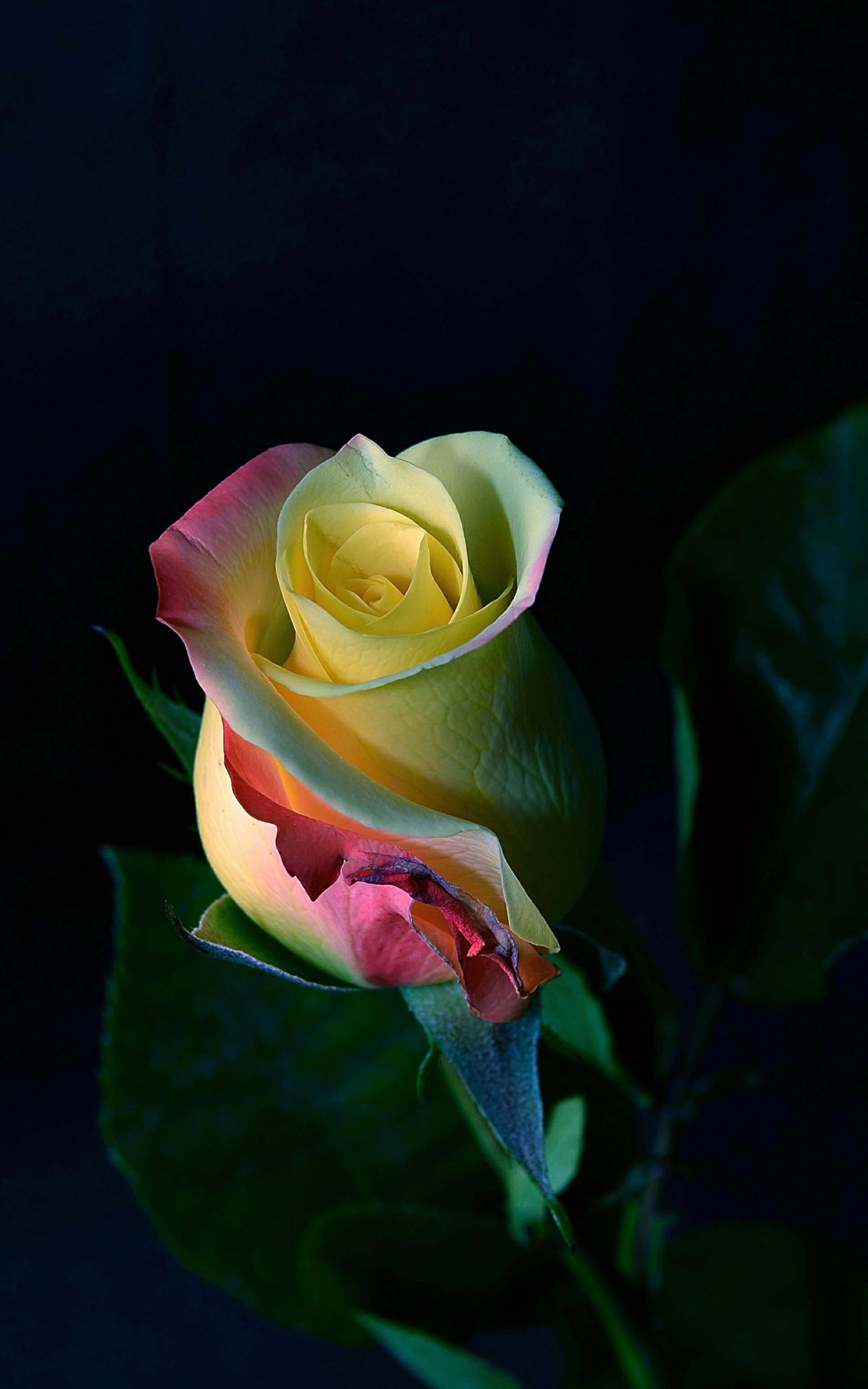 Oled Flower Wallpapers - Wallpaper Cave