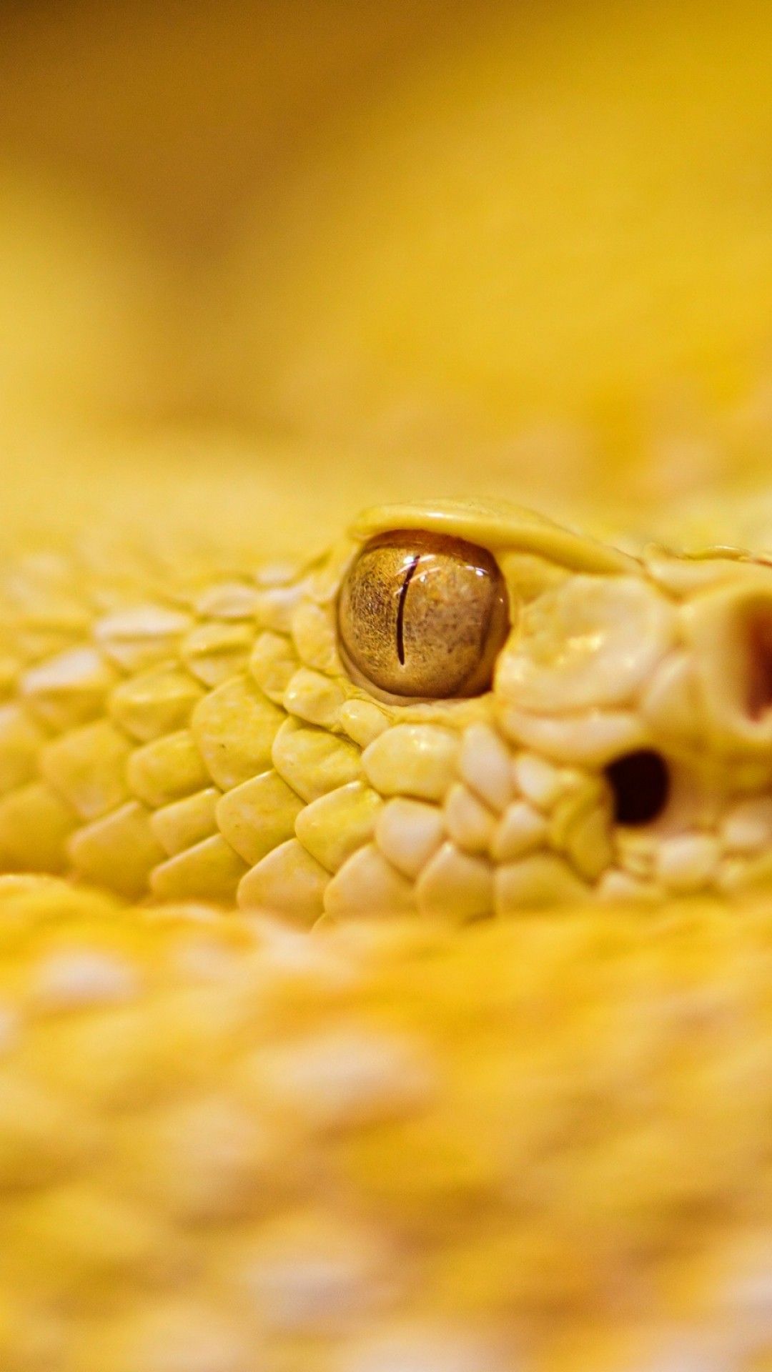 Yellow Snake Wallpapers - Wallpaper Cave