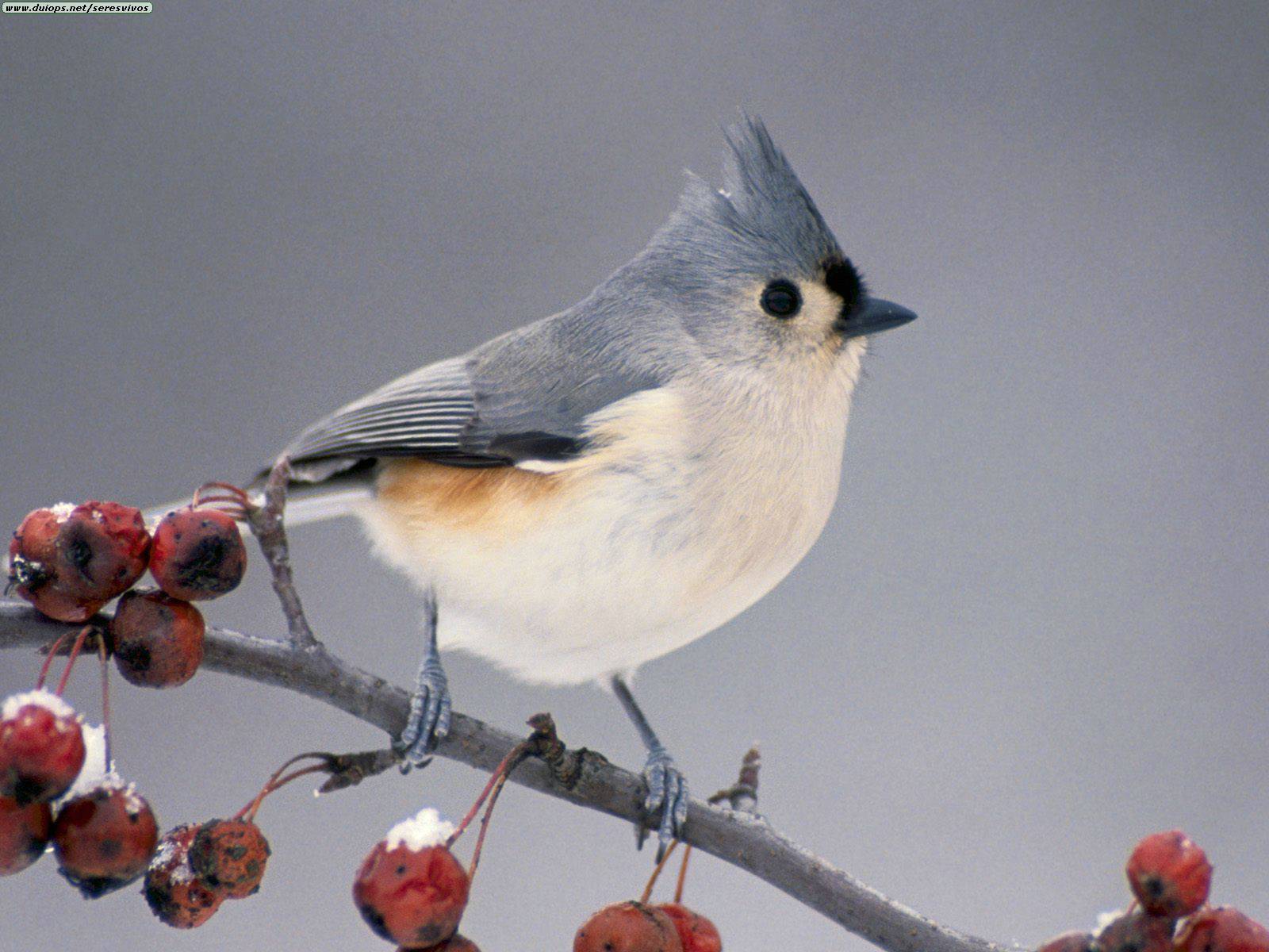 Gray Winter Birds Wallpapers - Wallpaper Cave