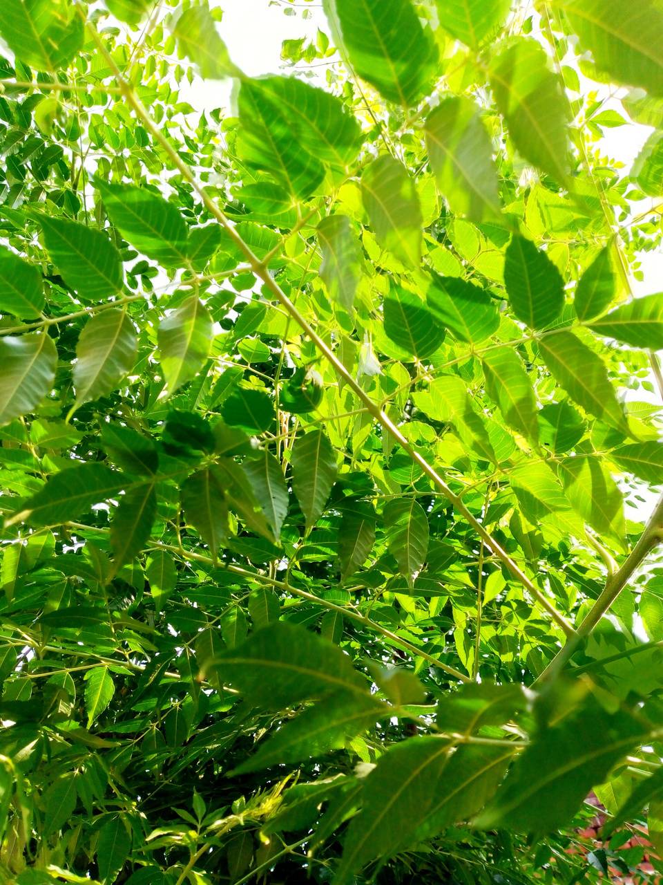 Neem Wallpapers - Wallpaper Cave