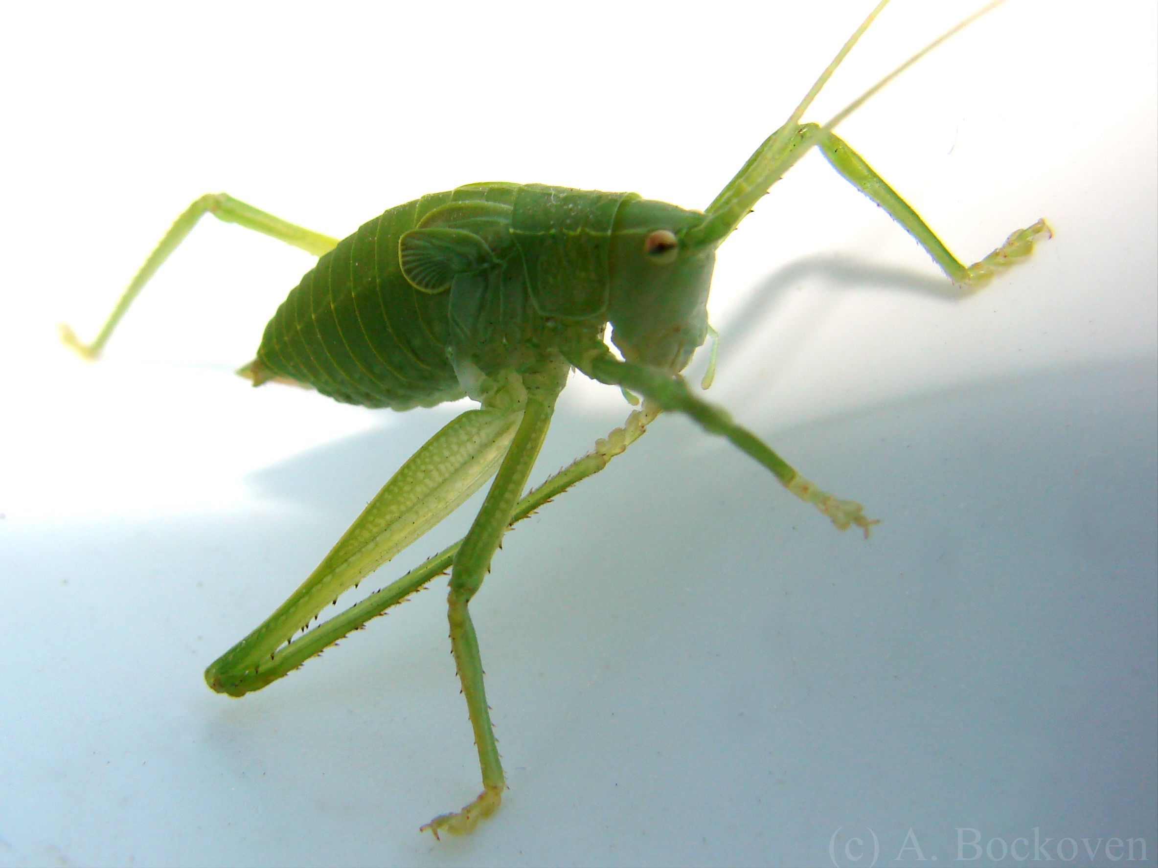 Katydid Wallpapers - Wallpaper Cave