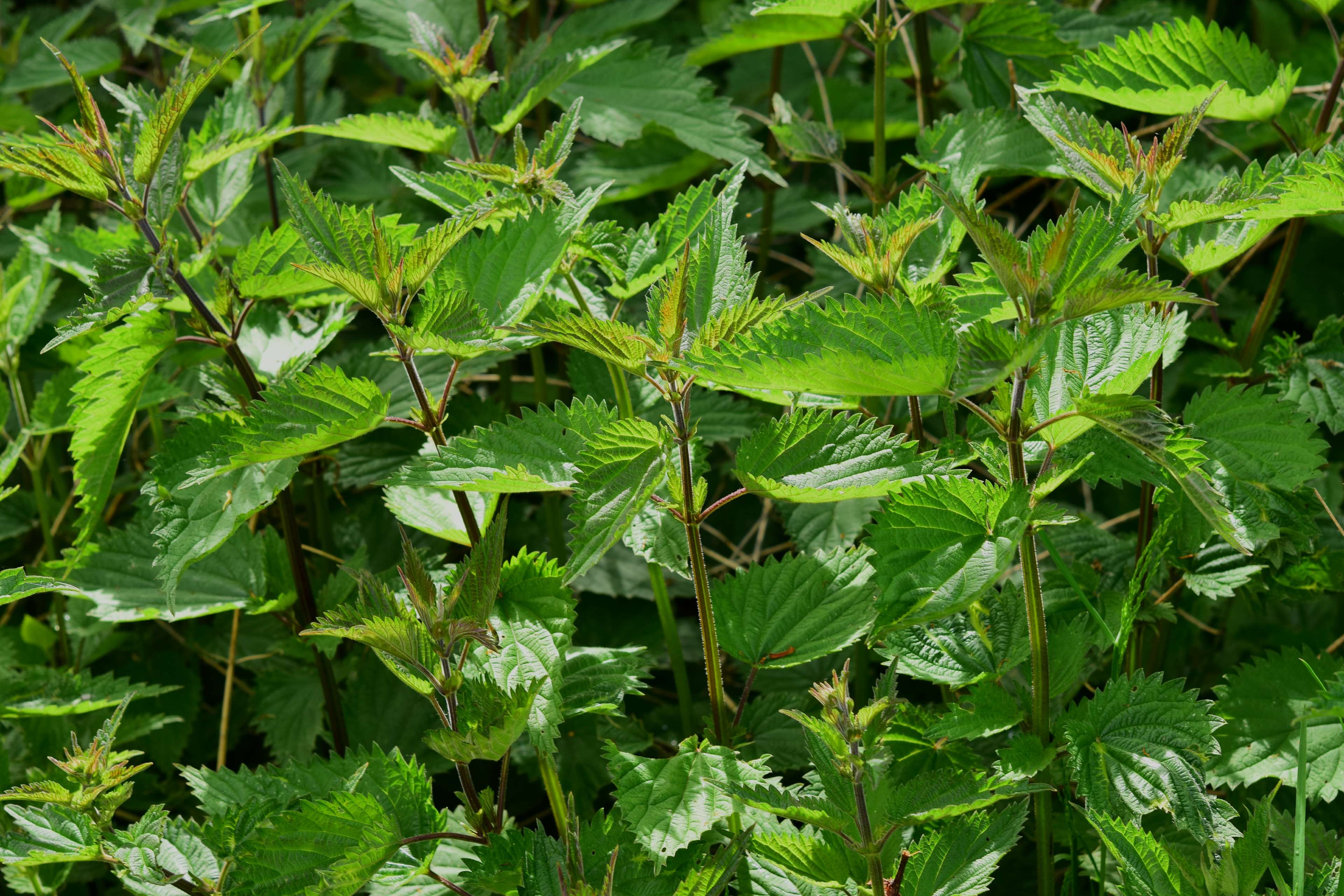 Naturopathy Wallpapers - Wallpaper Cave