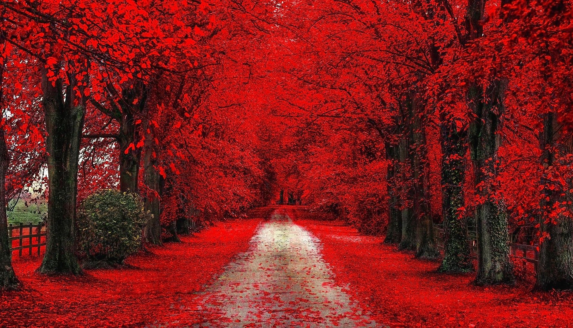 Desktop Red Trees Dark Wallpapers - Wallpaper Cave