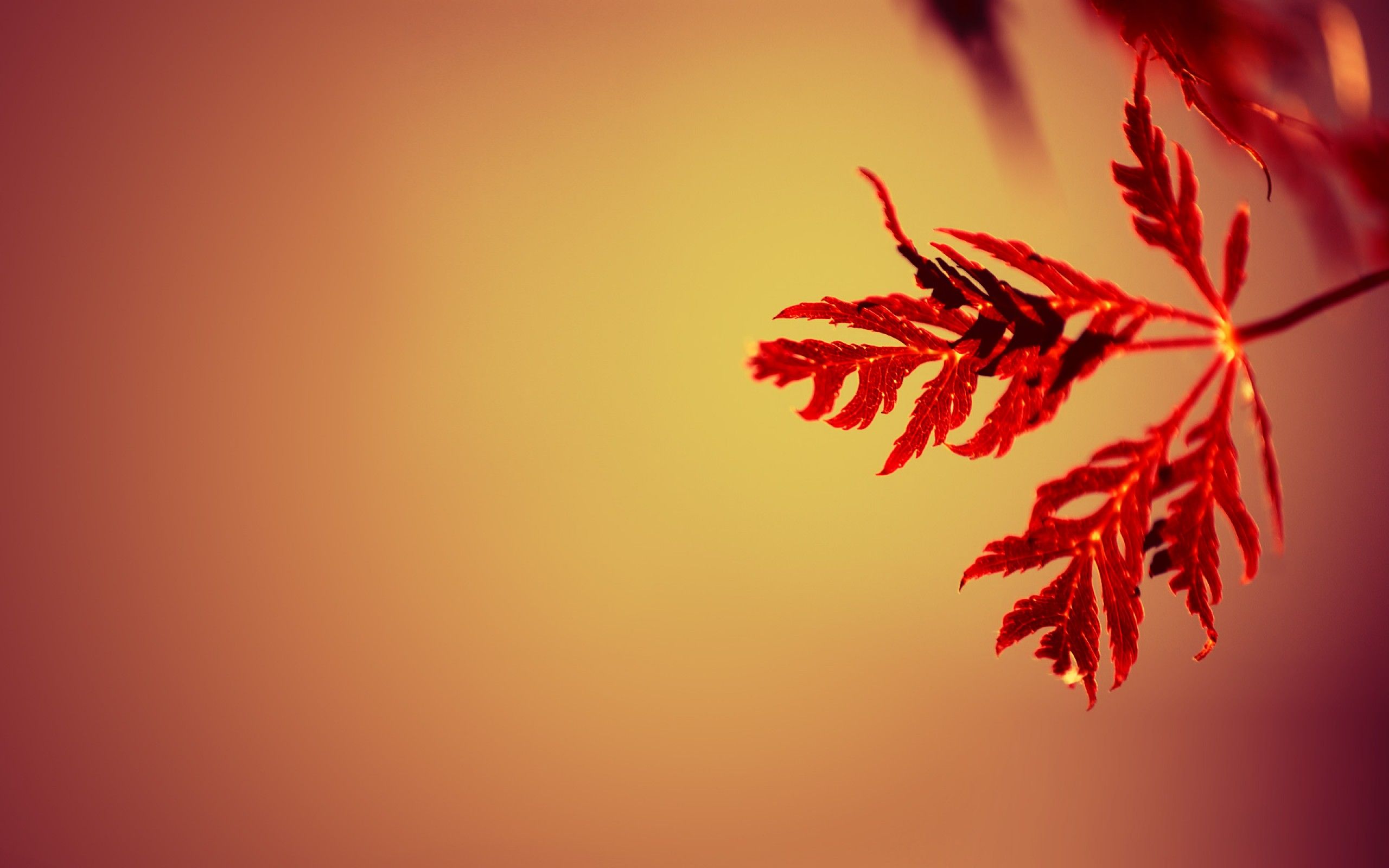 Desktop Red Trees Dark Wallpapers - Wallpaper Cave