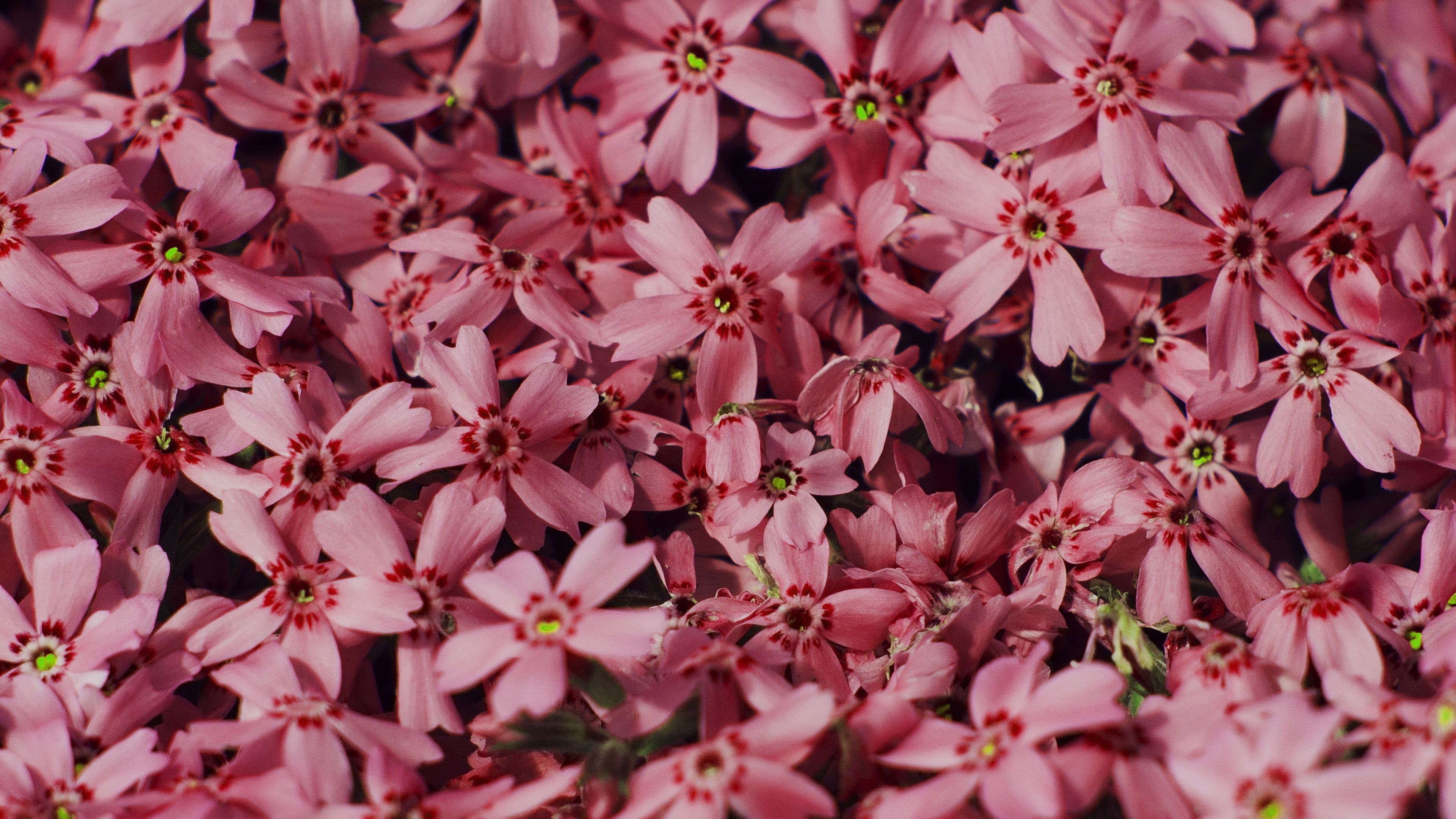 Nature Spring Blossom Wallpapers - Wallpaper Cave