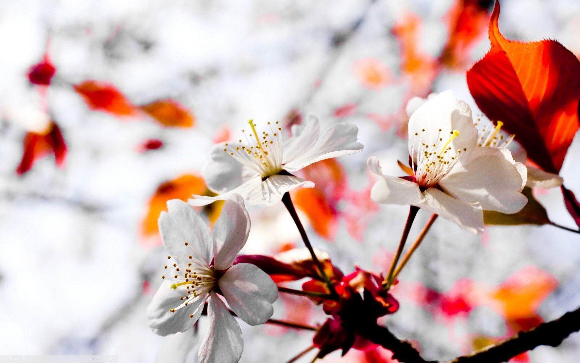 Nature Spring Blossom Wallpapers - Wallpaper Cave