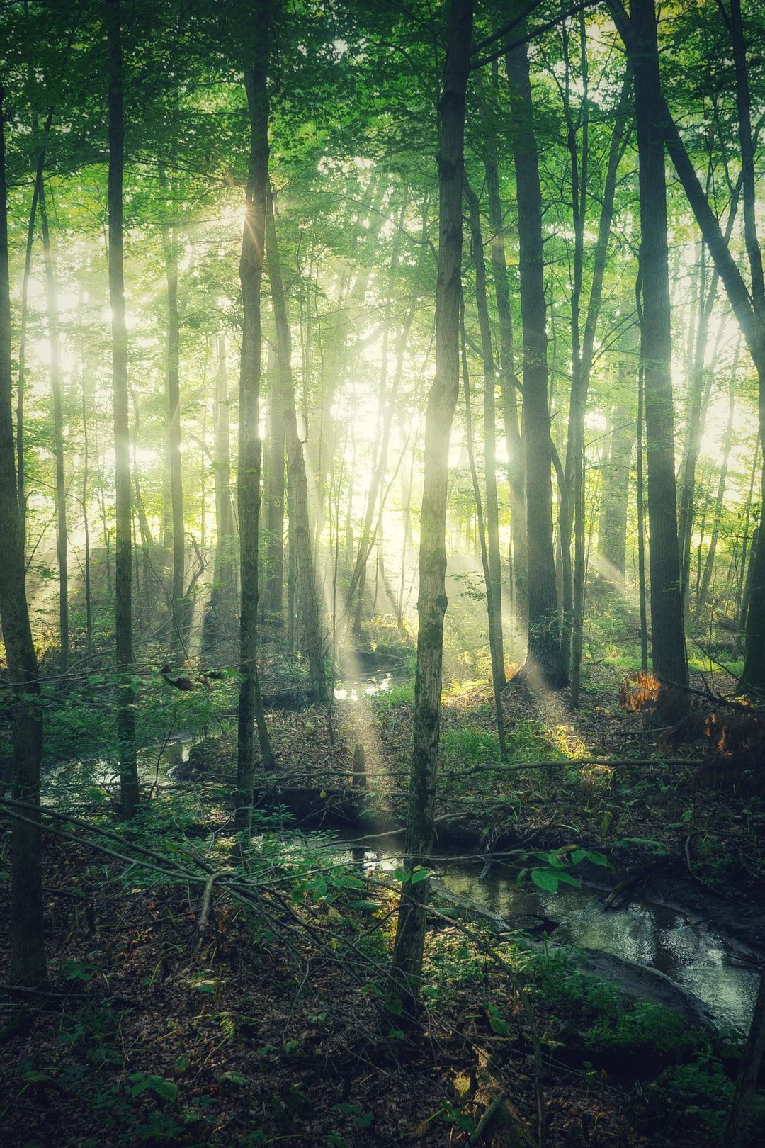 Sunlight In Forest Wallpapers - Wallpaper Cave