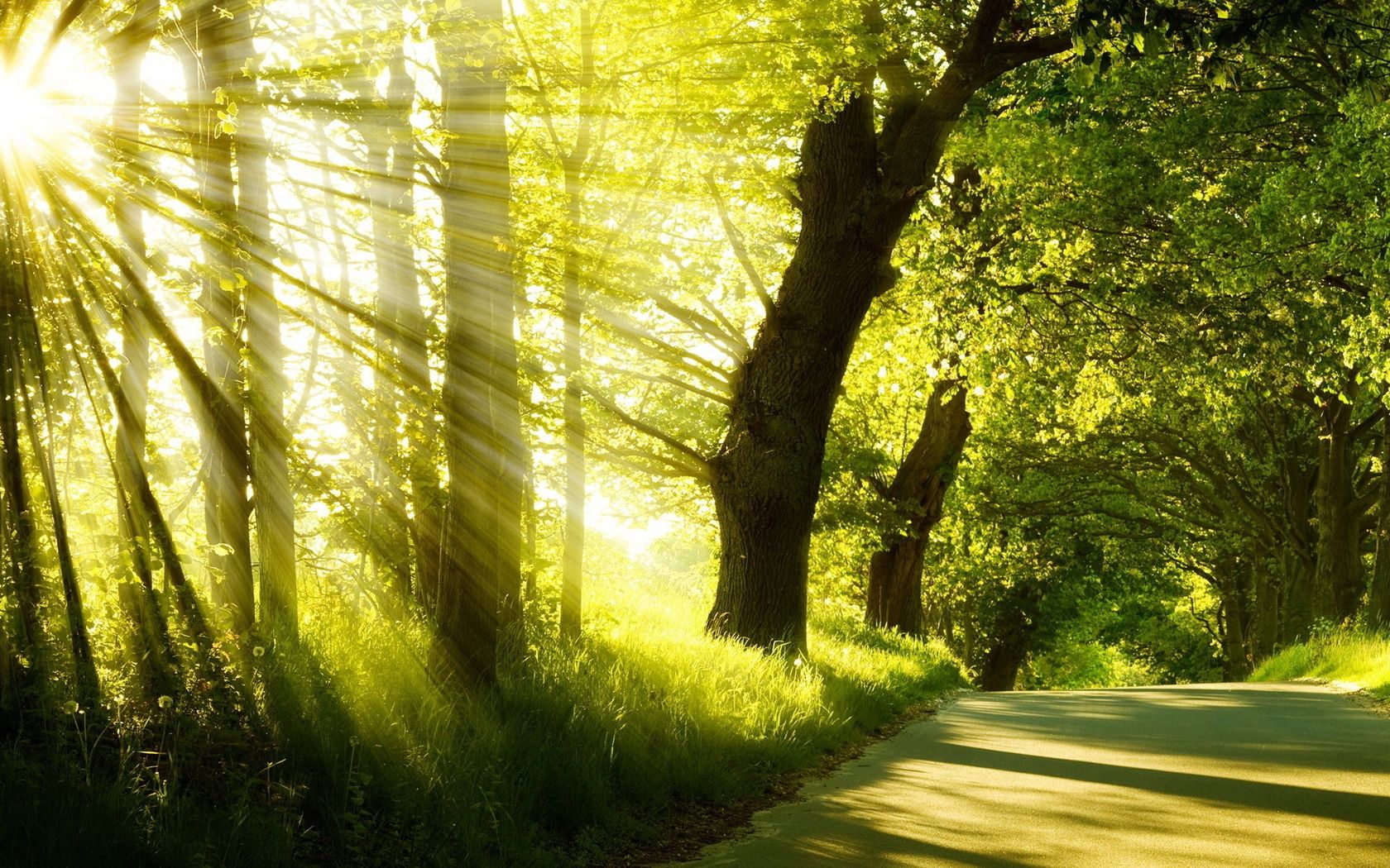 Sunlight In Forest Wallpapers - Wallpaper Cave