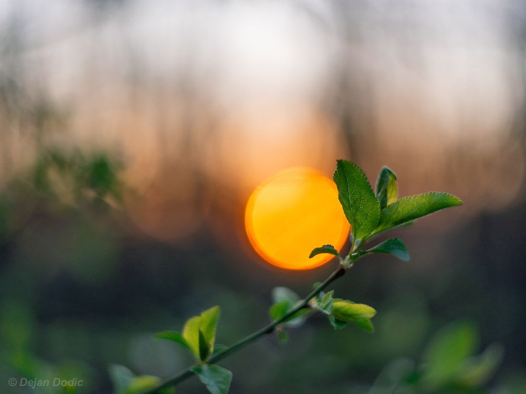 Warm Spring Forest Wallpapers - Wallpaper Cave