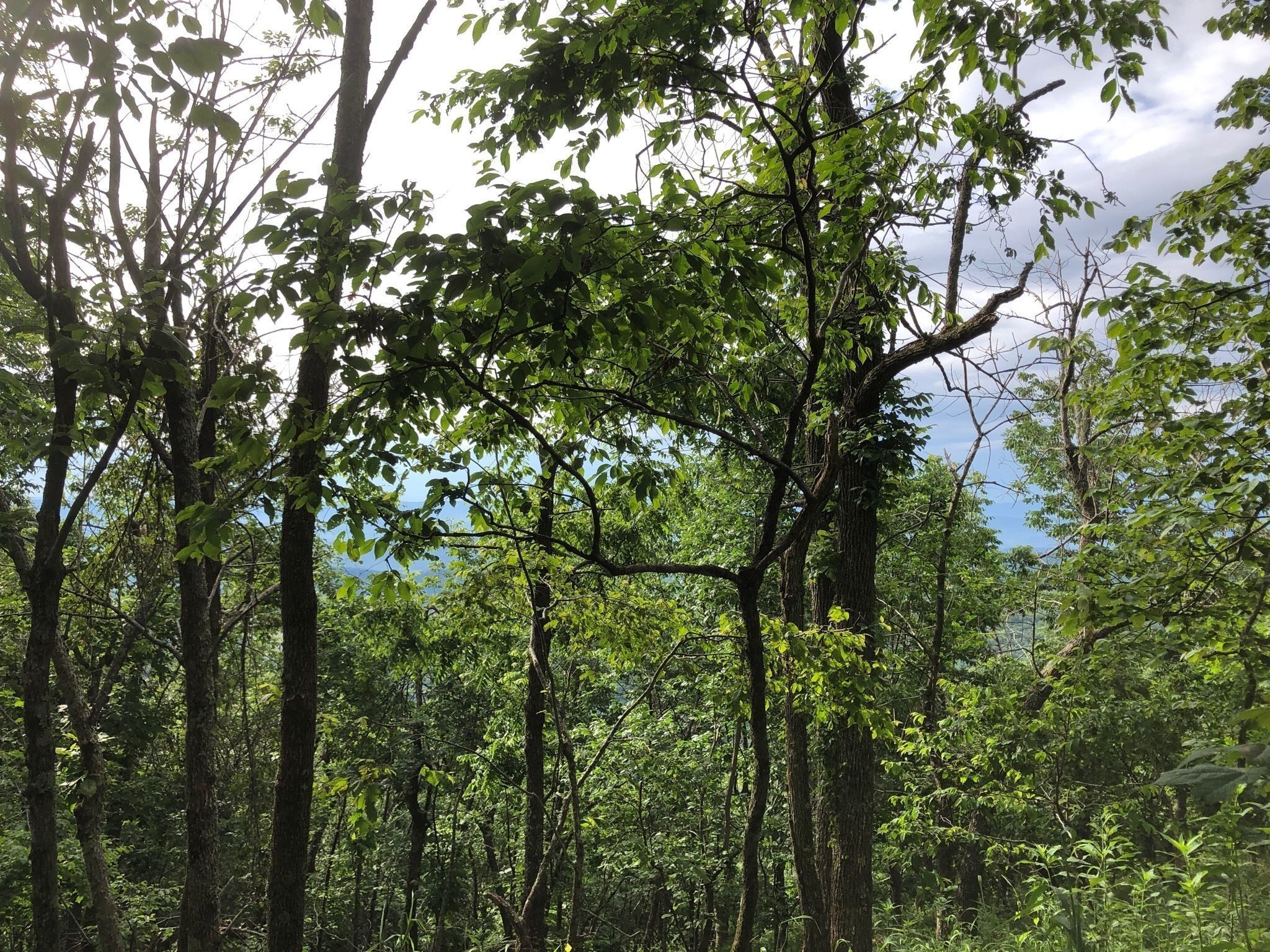 Warm Spring Forest Wallpapers - Wallpaper Cave