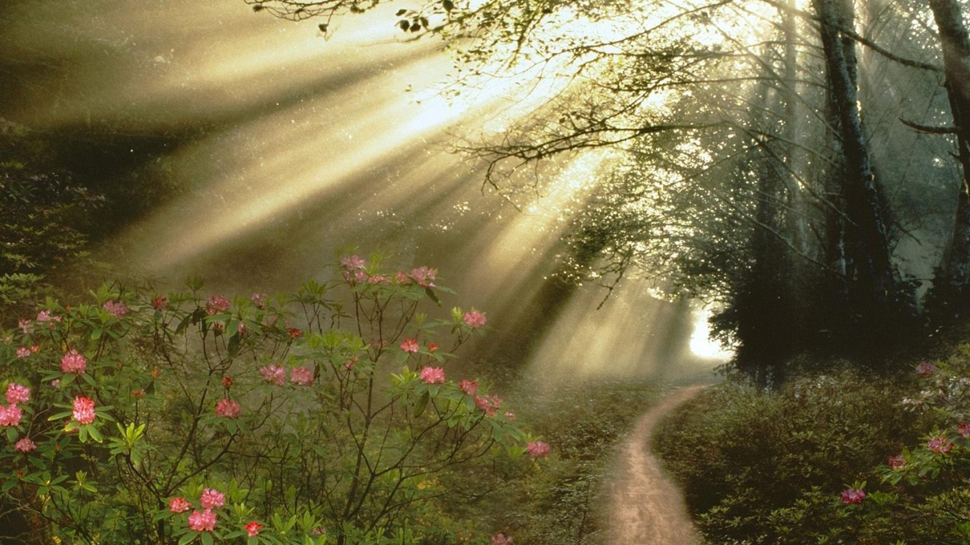 Spring Morning Wallpapers - Wallpaper Cave