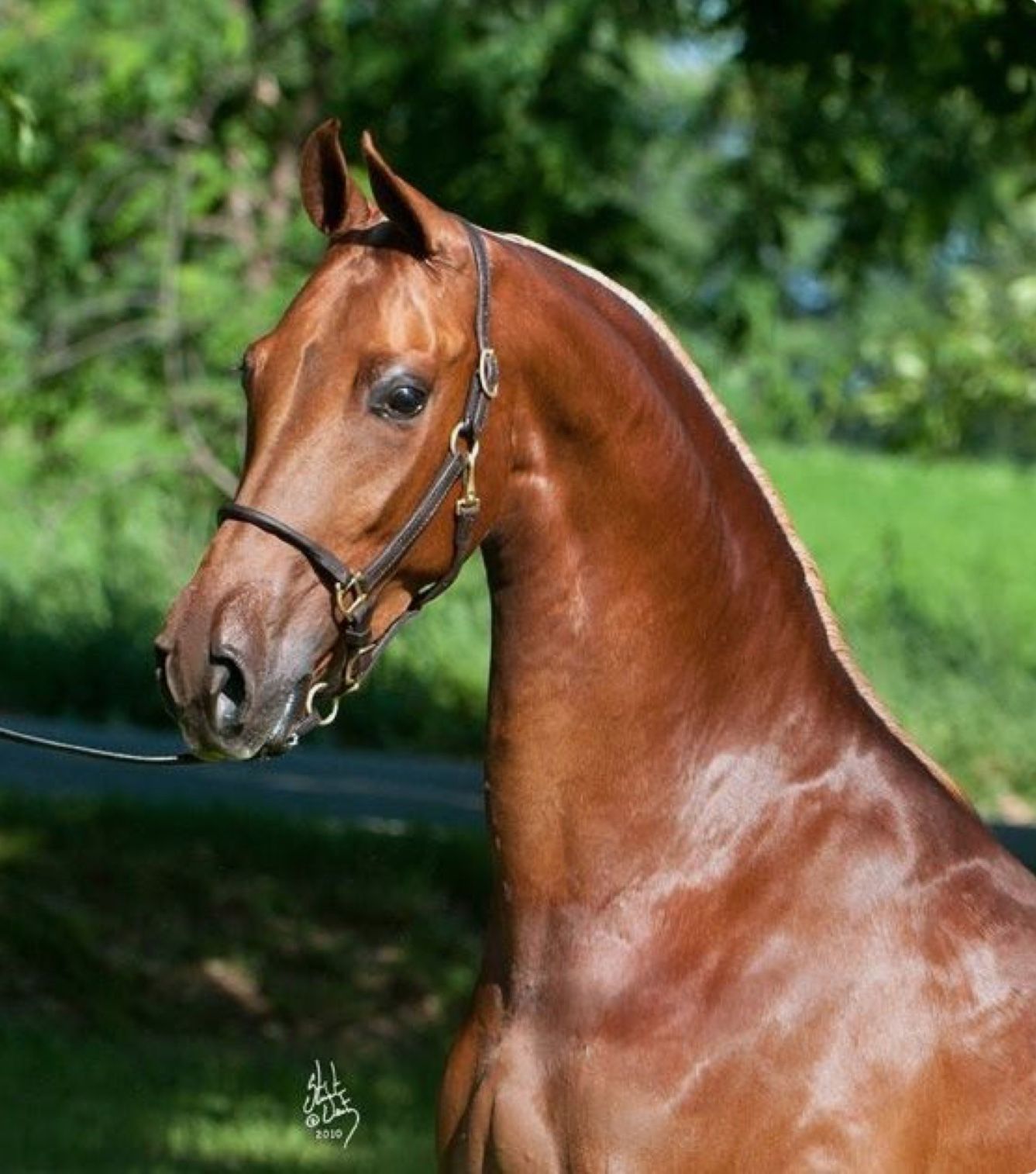 Horses Saddlebreds Wallpapers - Wallpaper Cave