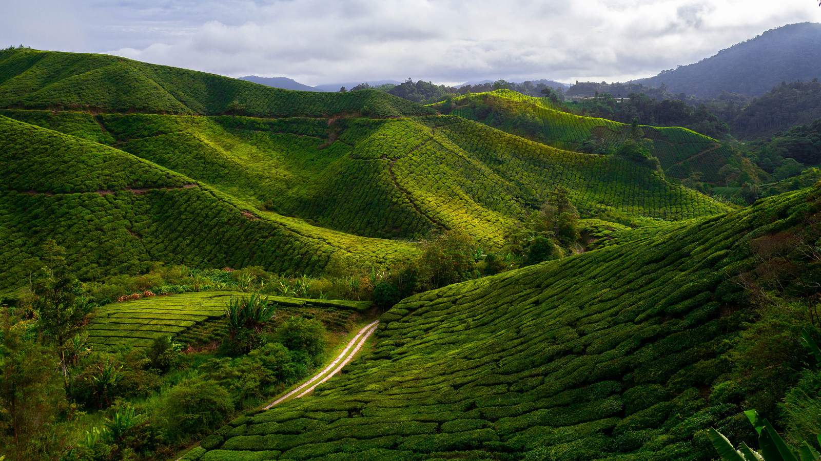 Cameron Highlands Wallpapers - Wallpaper Cave