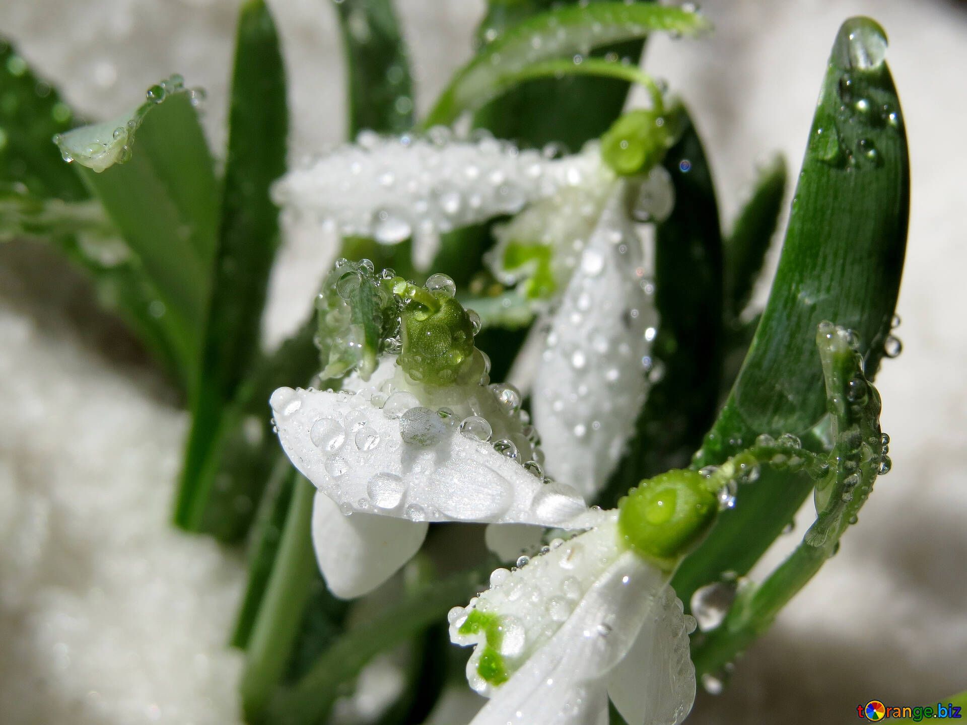 Spring Dew Wallpapers - Wallpaper Cave