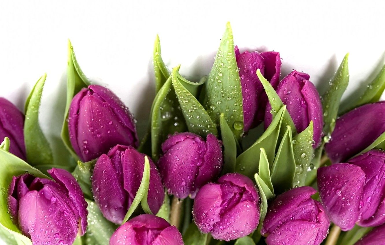 Spring Dew Wallpapers - Wallpaper Cave