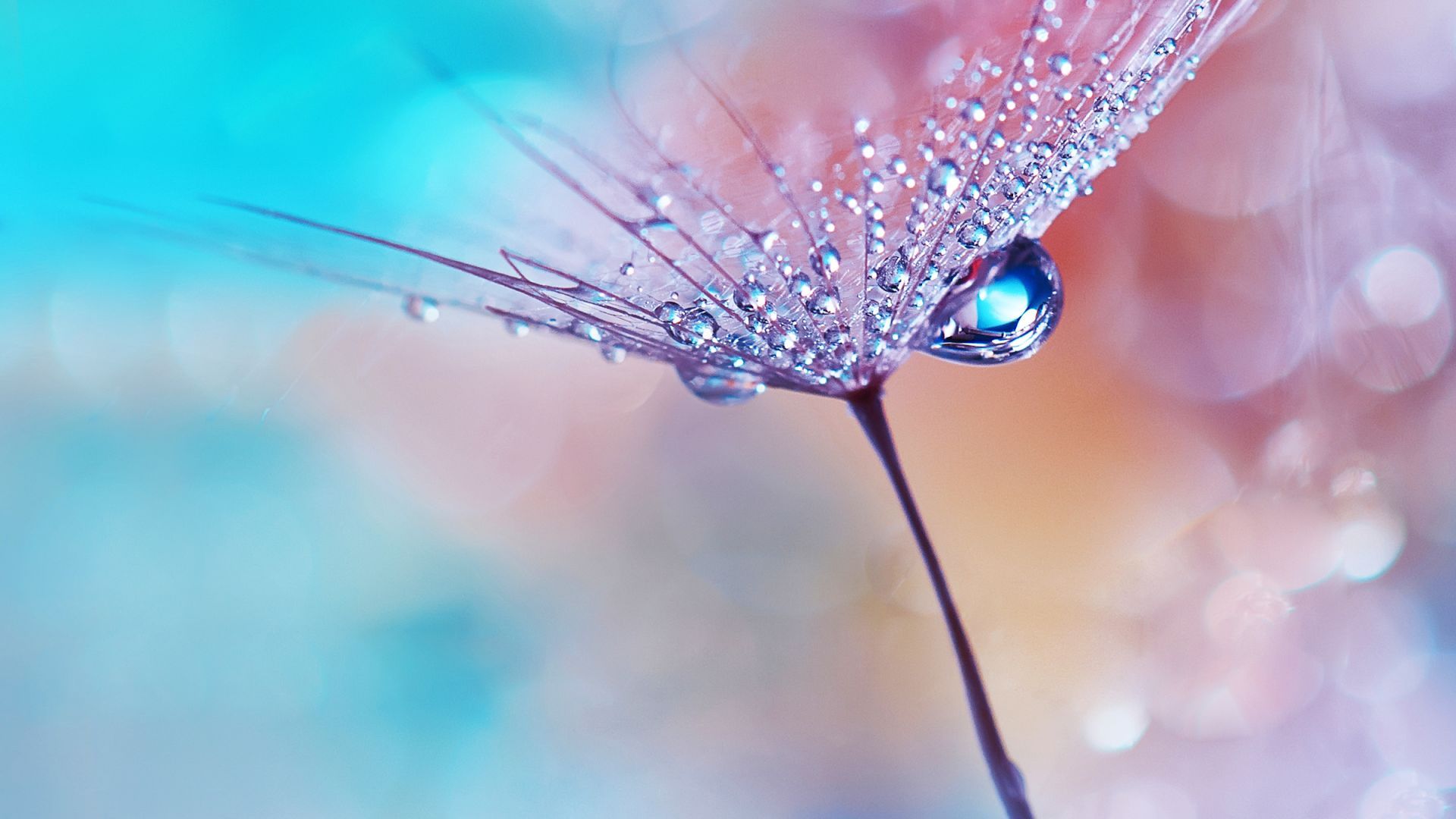 Spring Dew Wallpapers - Wallpaper Cave