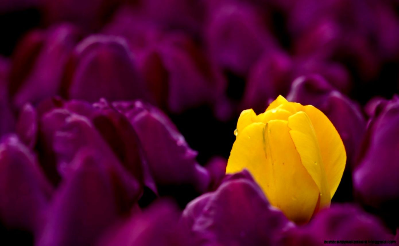 Spring Dew Wallpapers - Wallpaper Cave