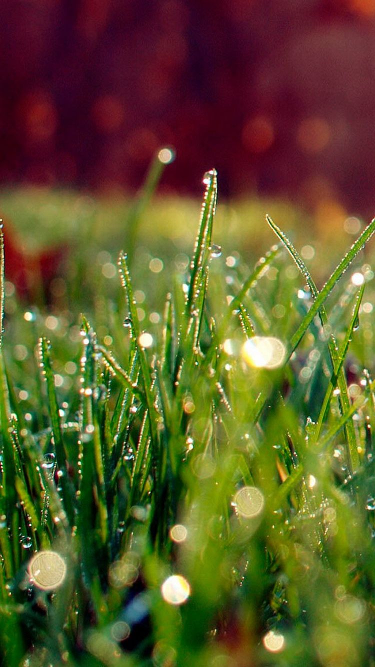 Spring Dew Wallpapers - Wallpaper Cave