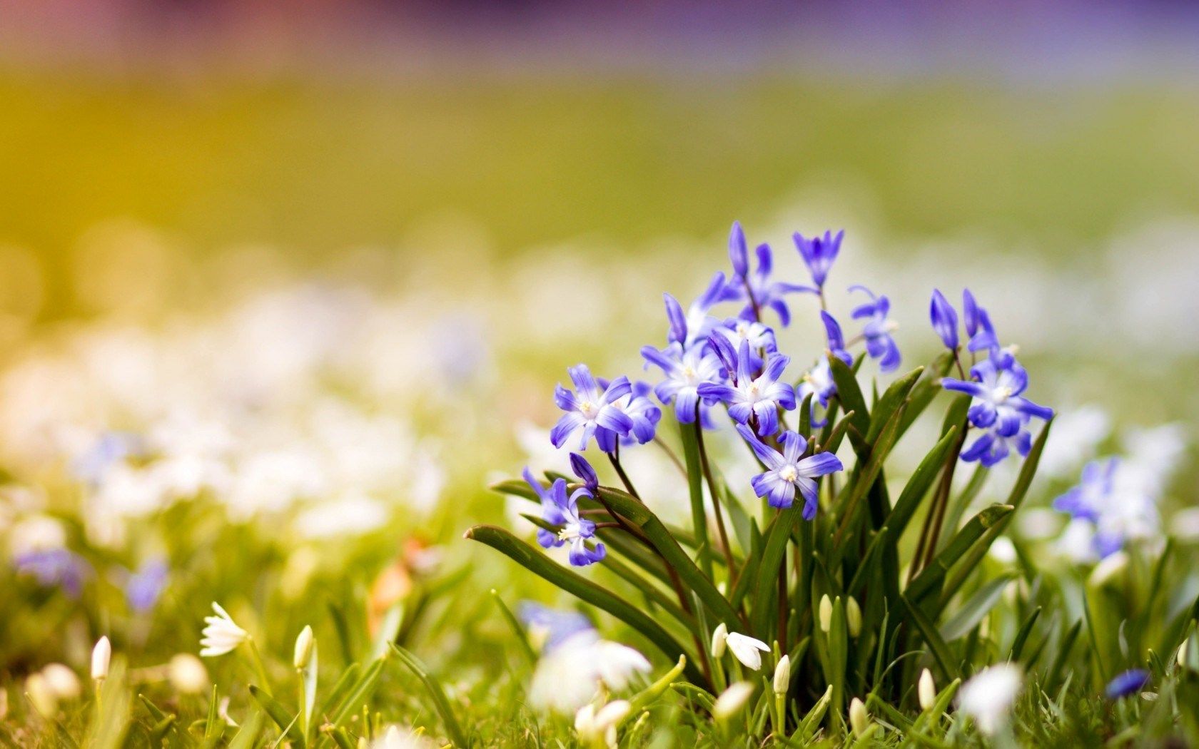 Lovely Spring Wallpapers - Wallpaper Cave