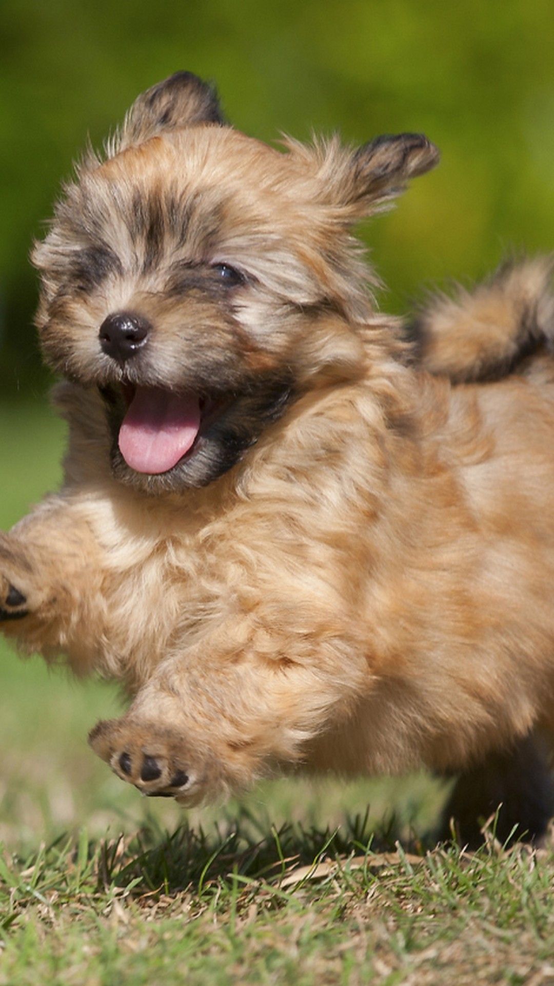 Tiny Dogs Wallpapers - Wallpaper Cave