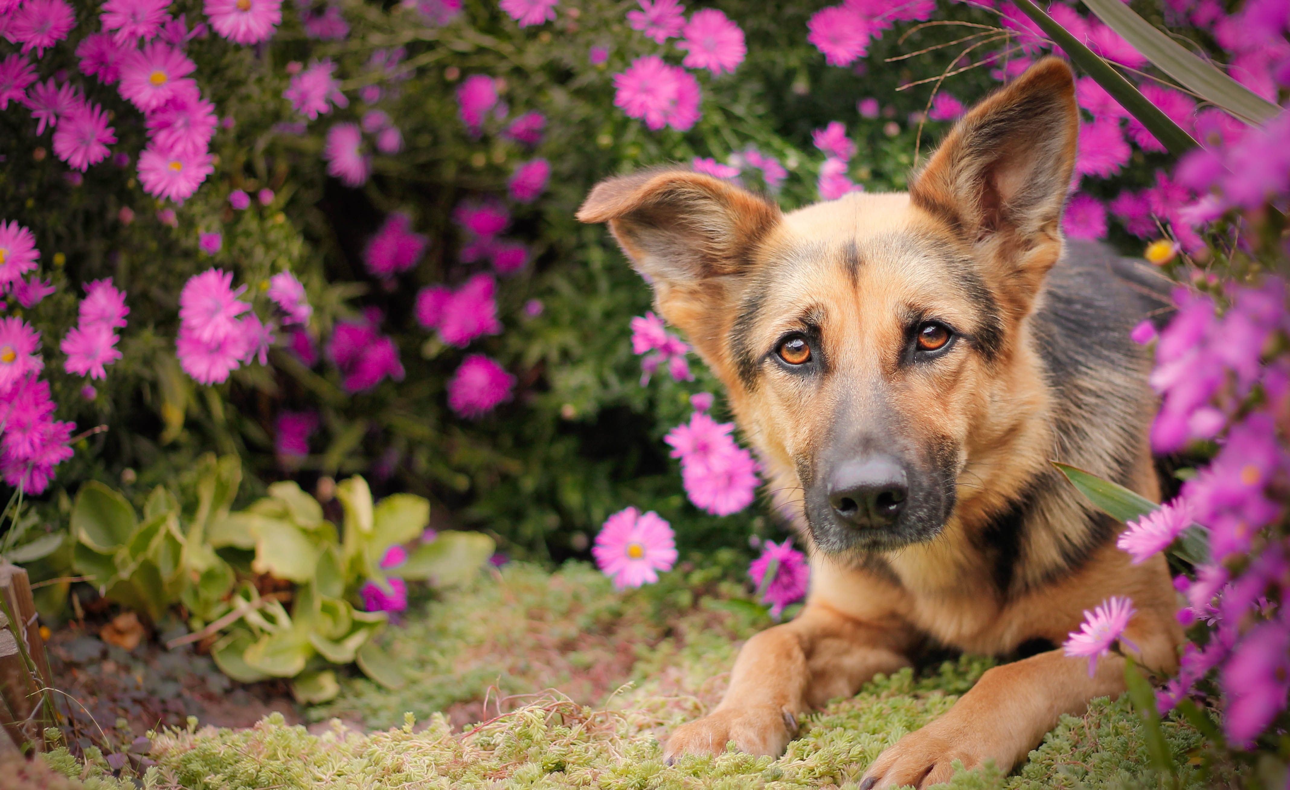 Dogs In Flowers Wallpapers - Wallpaper Cave