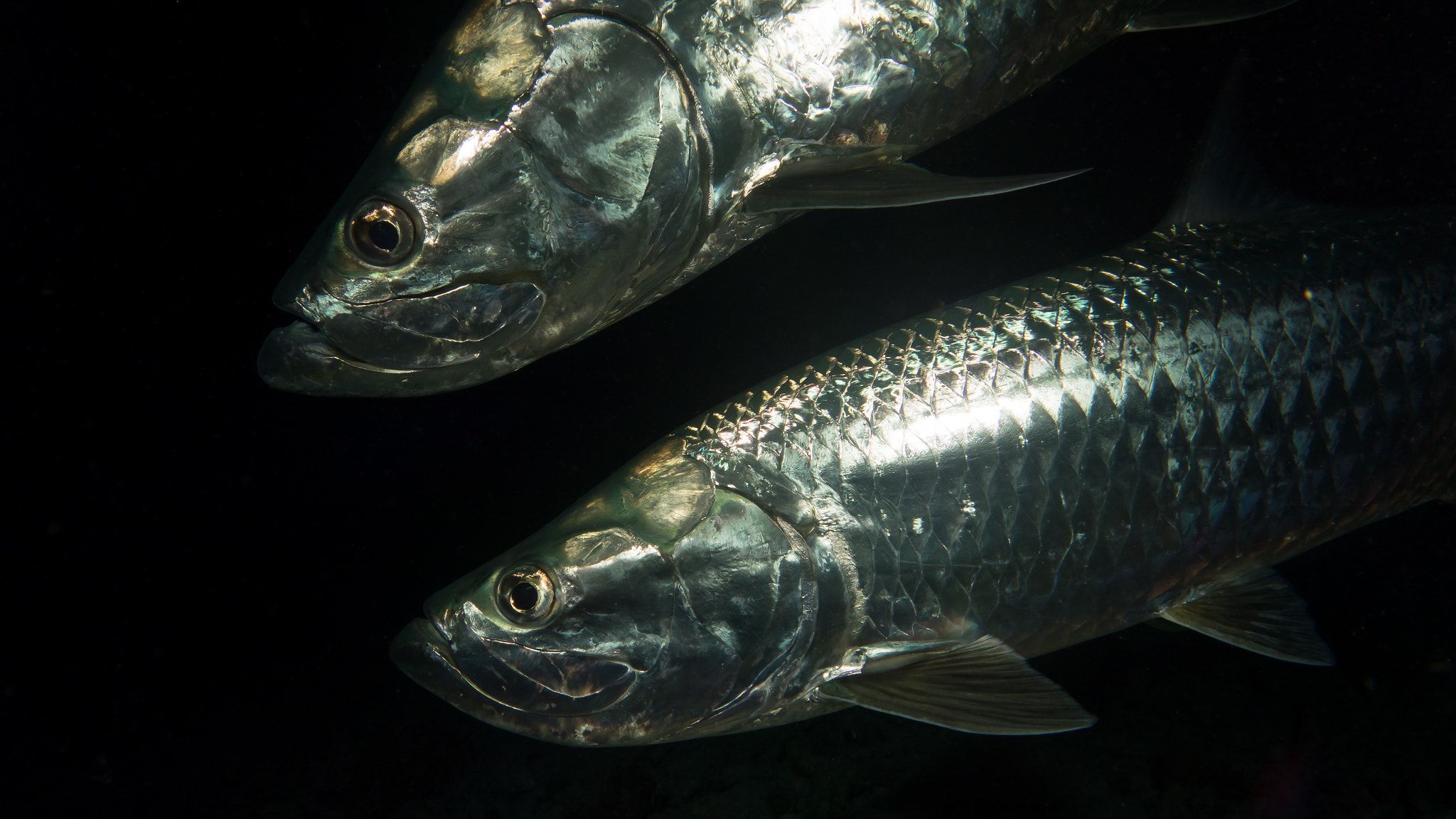 Atlantic Tarpon Wallpapers - Wallpaper Cave