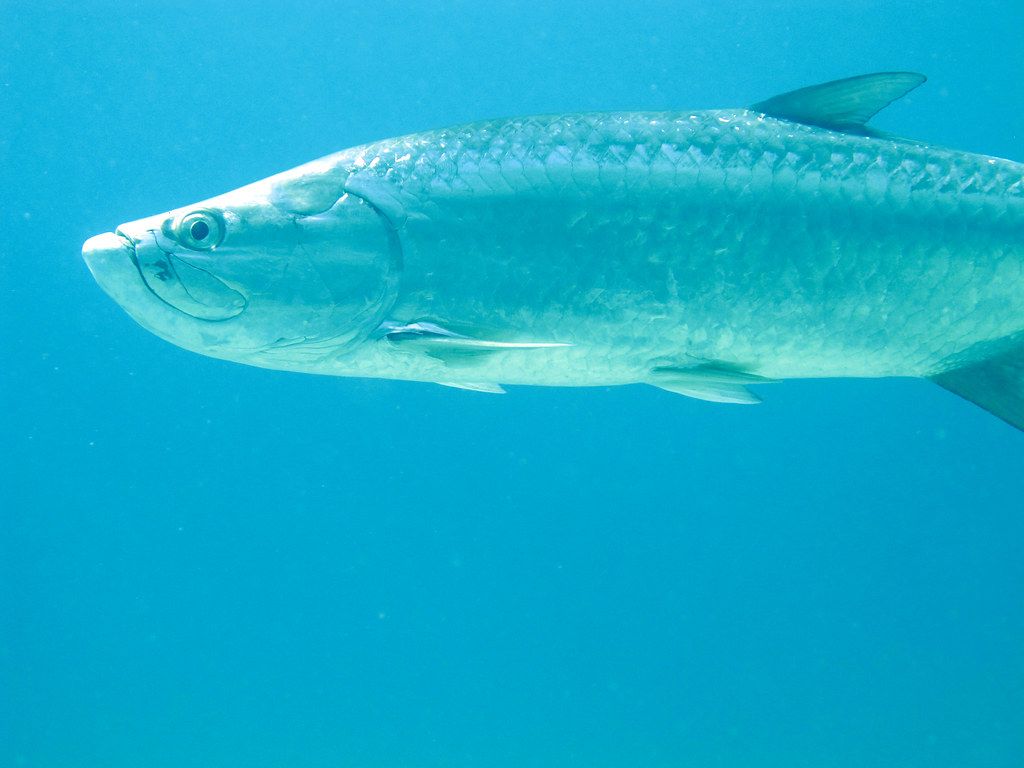 Atlantic Tarpon Wallpapers - Wallpaper Cave