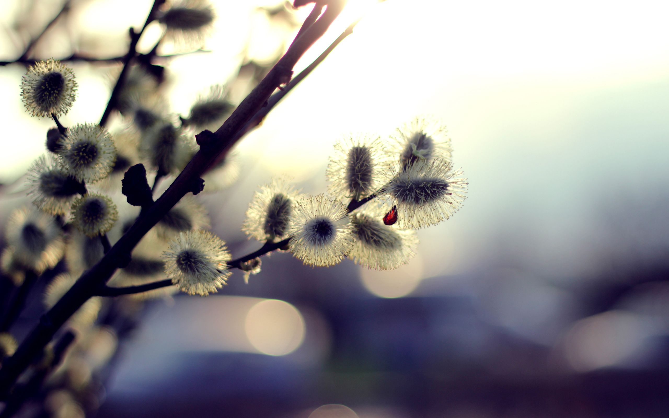 Spring Willow Wallpapers - Wallpaper Cave