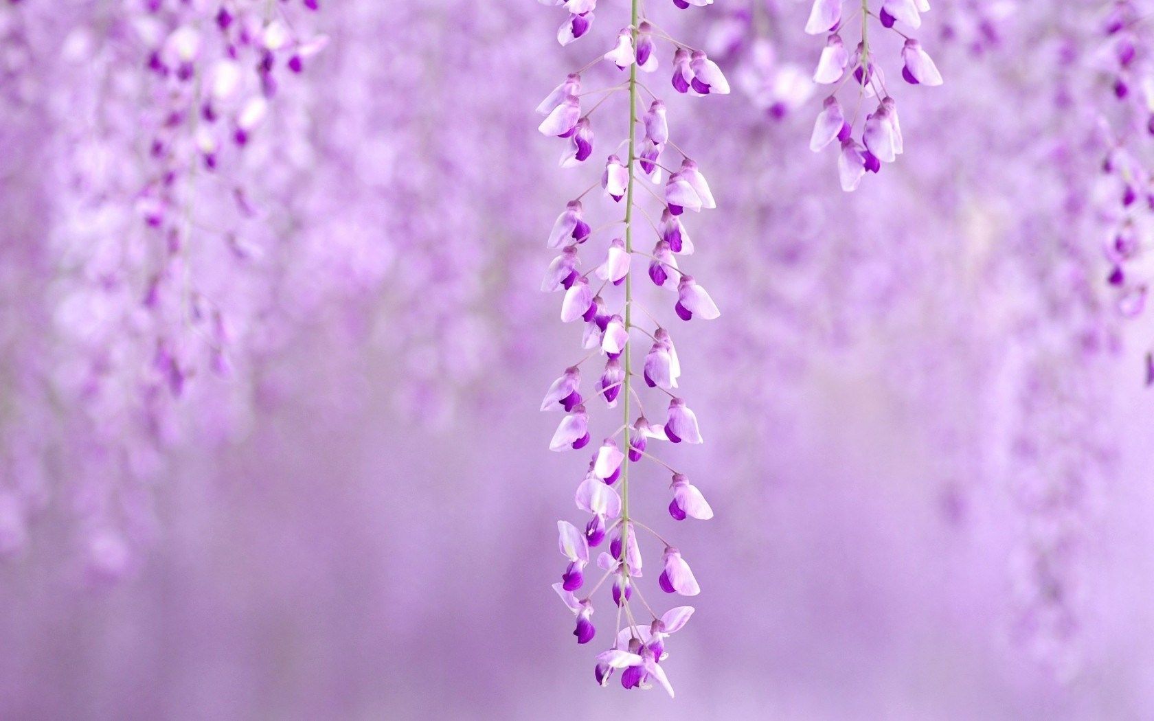 Spring Willow Wallpapers - Wallpaper Cave