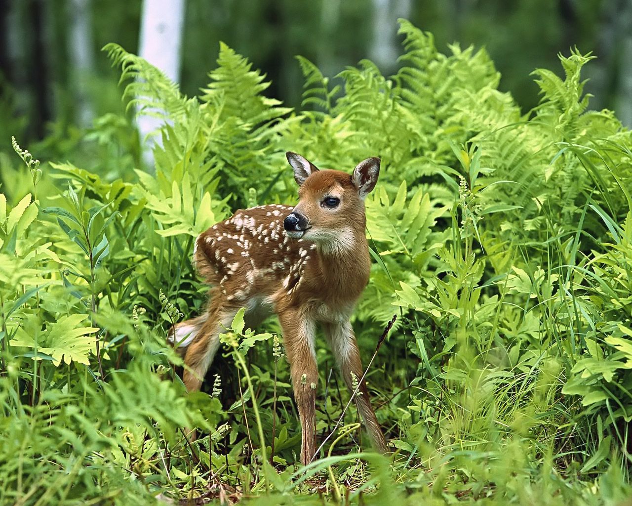 Spring Deer Wallpapers - Wallpaper Cave