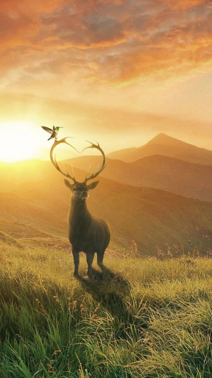 Spring Deer Wallpapers - Wallpaper Cave