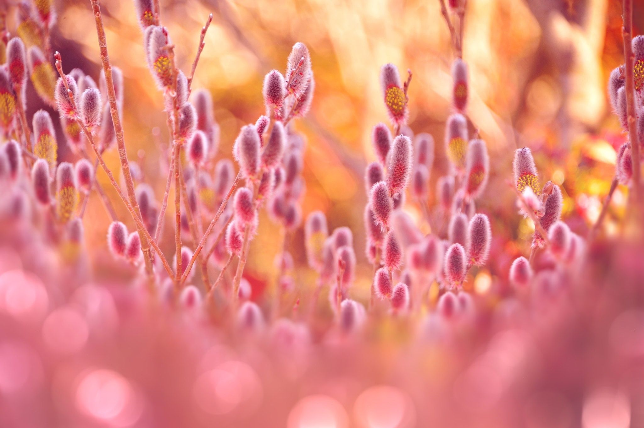 Spring Willow Wallpapers - Wallpaper Cave