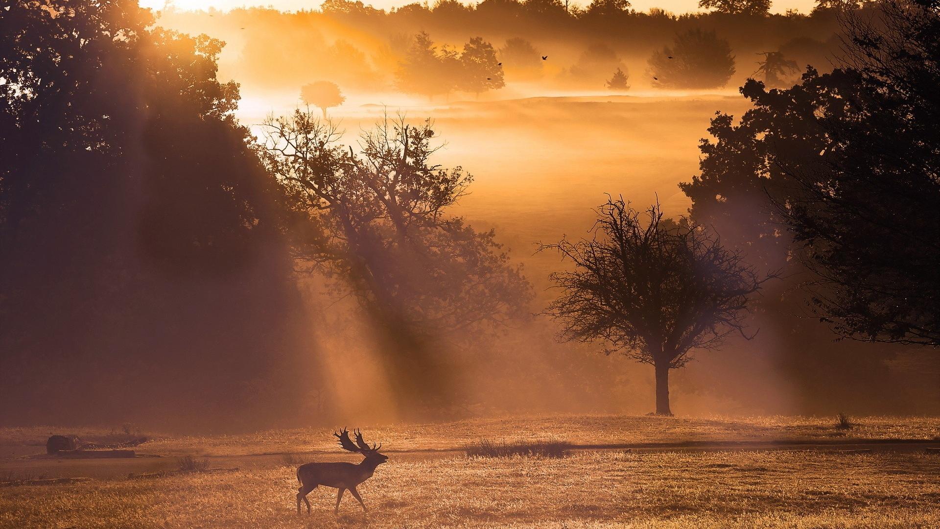Spring Deer Wallpapers - Wallpaper Cave