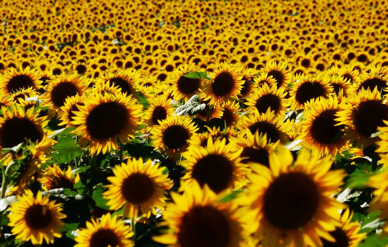 Bright Sunflower Wallpapers - Wallpaper Cave