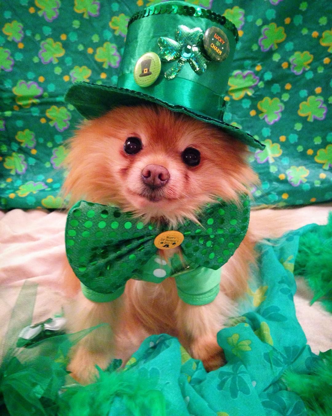 Saint Patrick's Day Dogs Wallpapers - Wallpaper Cave