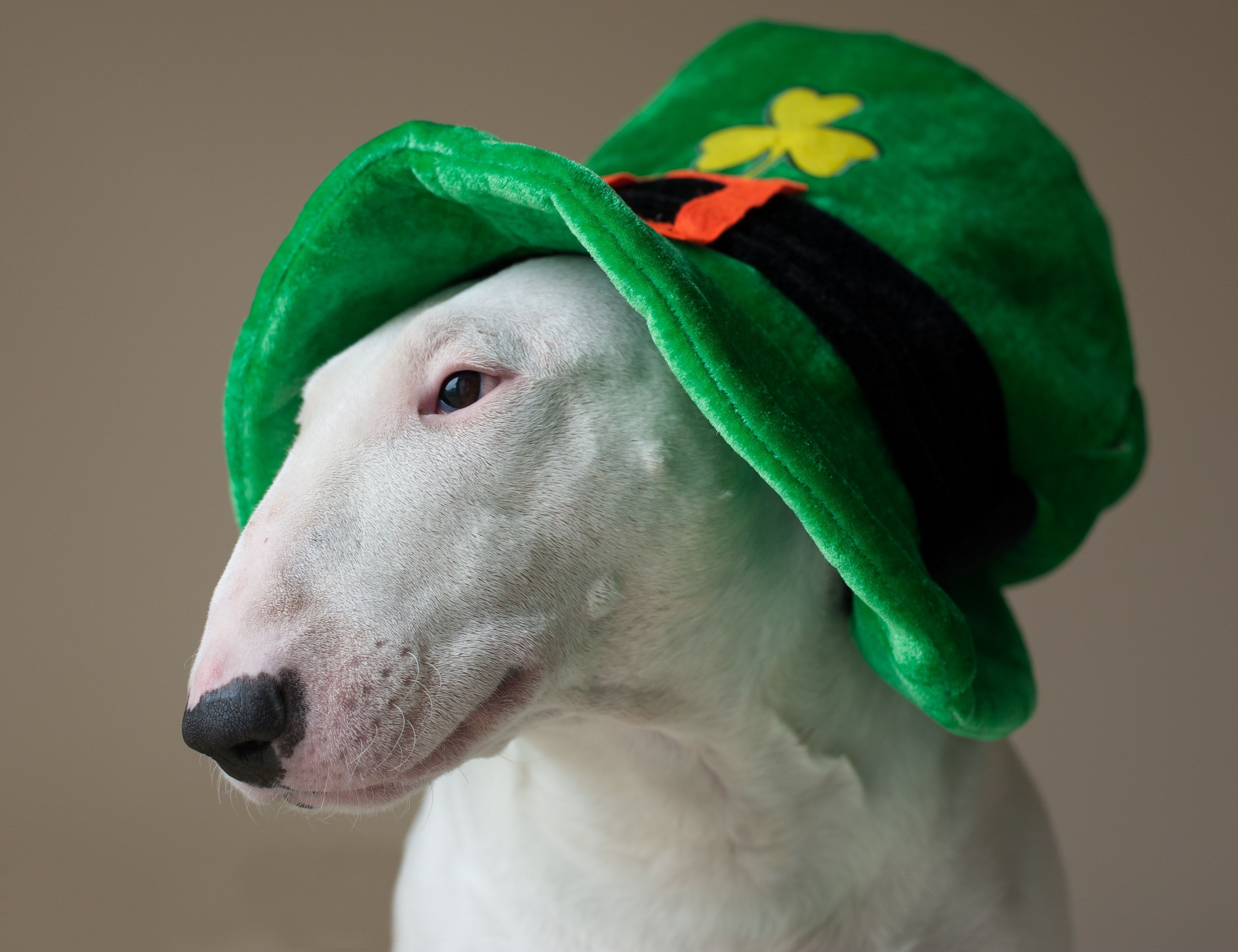 Puppies Saint Patrick's Day Wallpapers - Wallpaper Cave