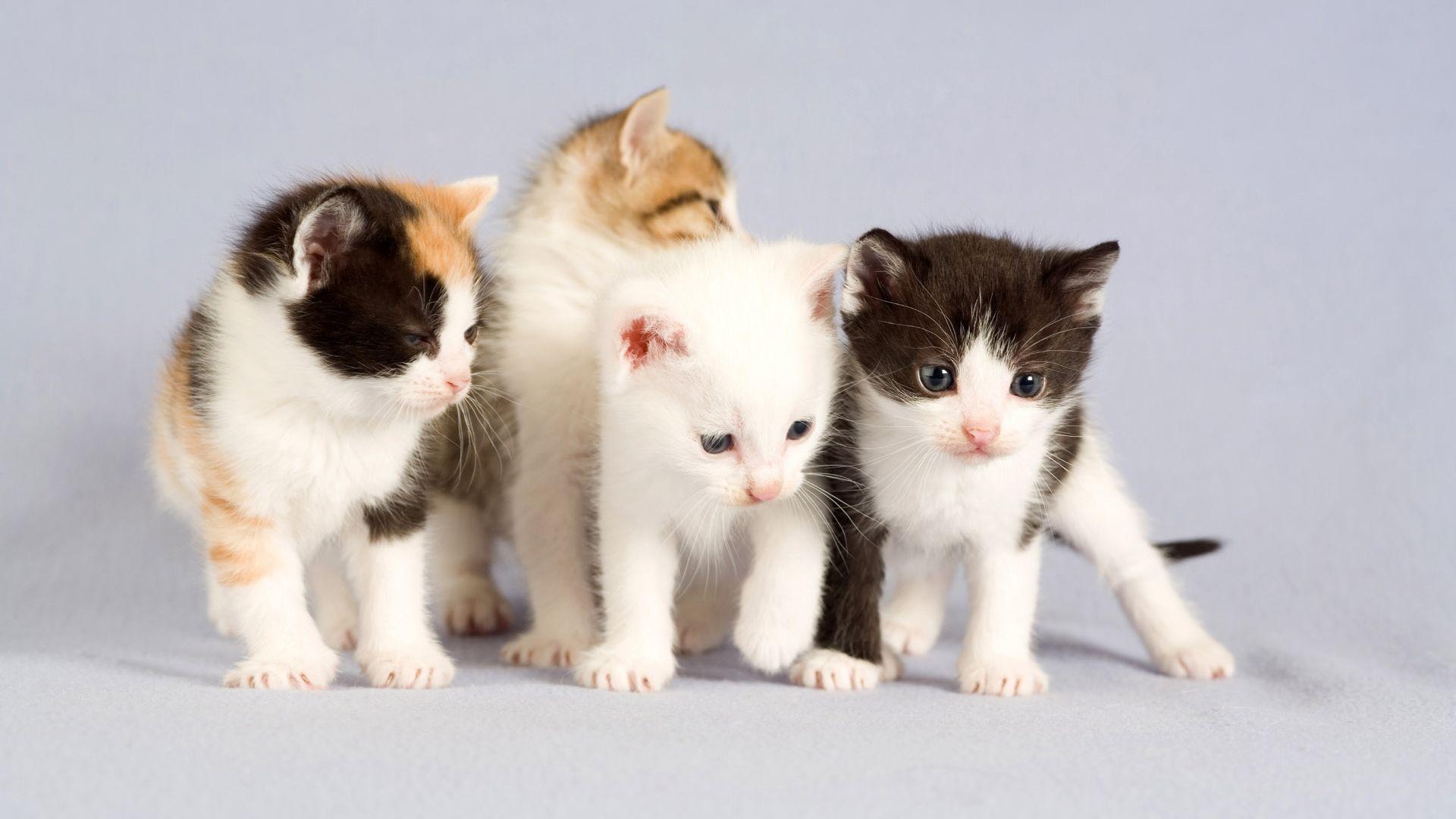 Cat Family Wallpapers - Wallpaper Cave