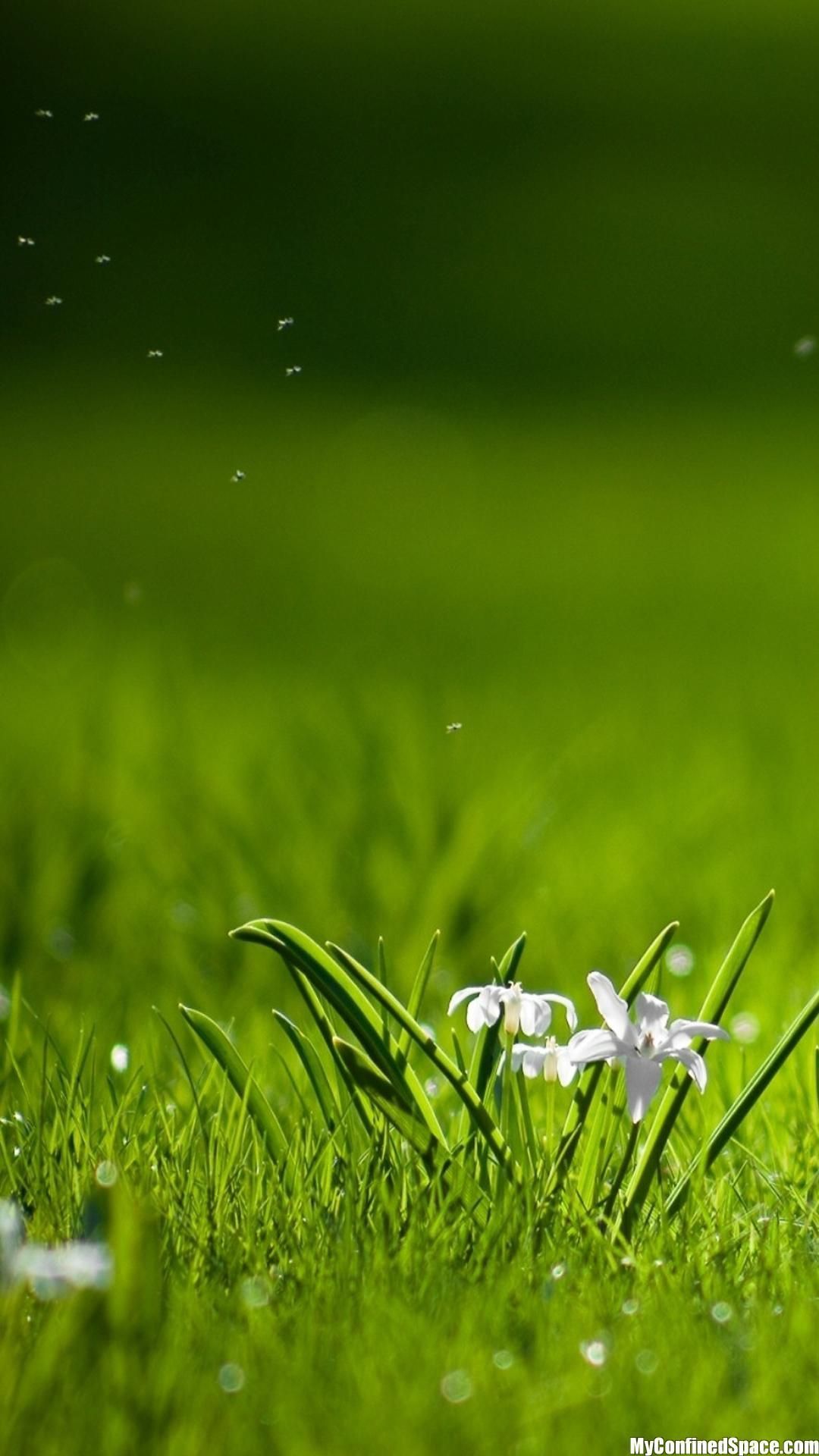 Spring Background Wallpaper Vertical